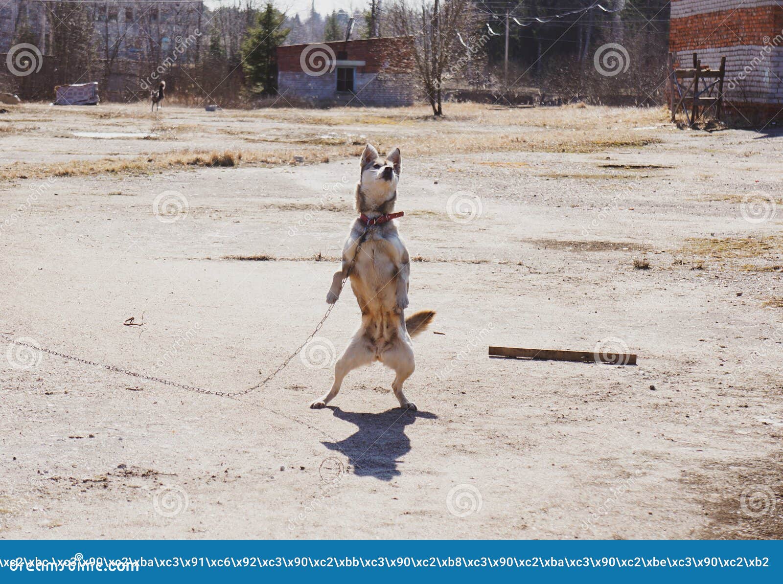 Dog on a chain dancing stock photo. Image of canine - 176817498