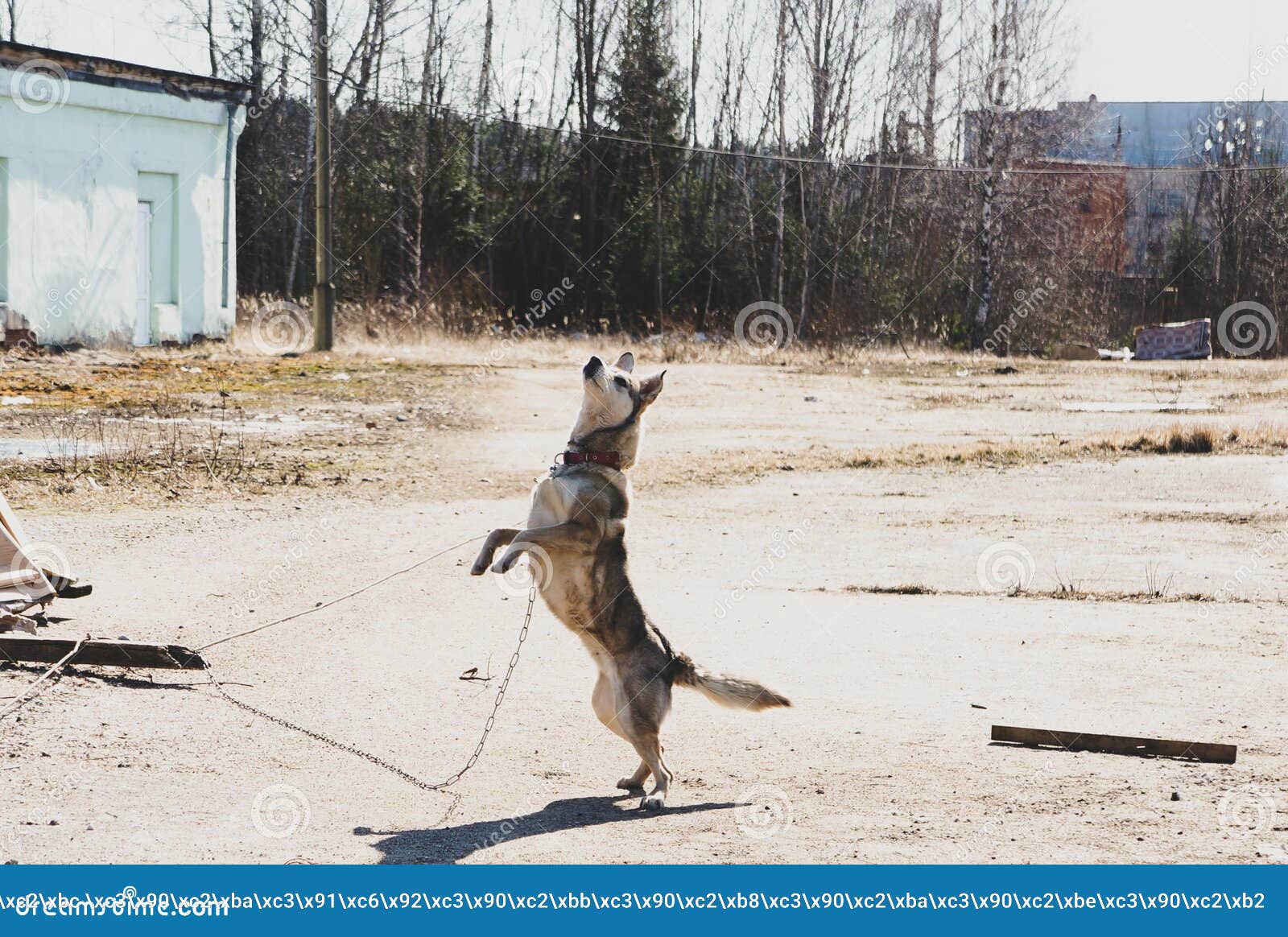 Dog on a chain dancing stock photo. Image of winter - 176817880