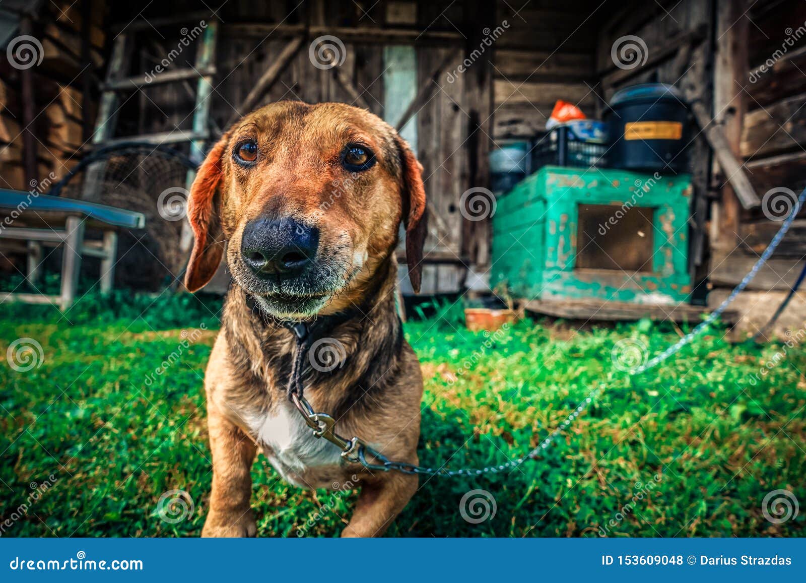 Dog on a chain stock photo. Image of looking, countryside - 153609048