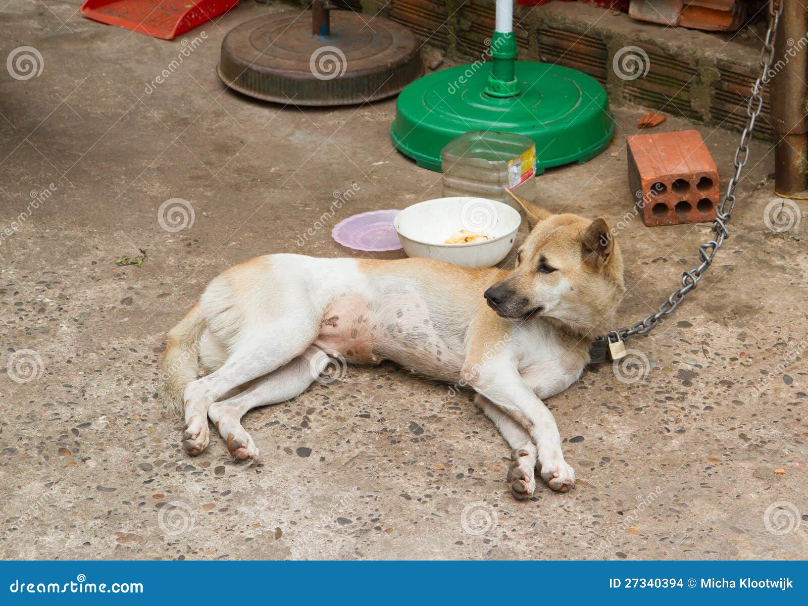 Dog on Chain with Lock, Prevention from Stealing for Consumption Stock ...