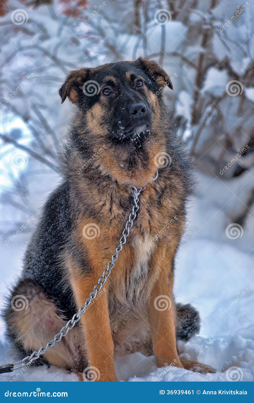 Dog on chain stock image. Image of single, kennel, puppy - 36939461