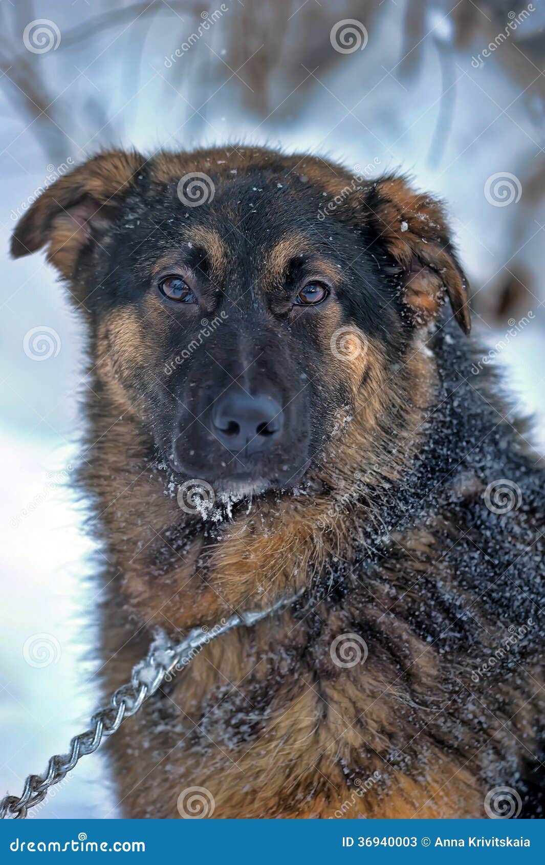 Dog on chain stock image. Image of sheepdog, domestic - 36940003