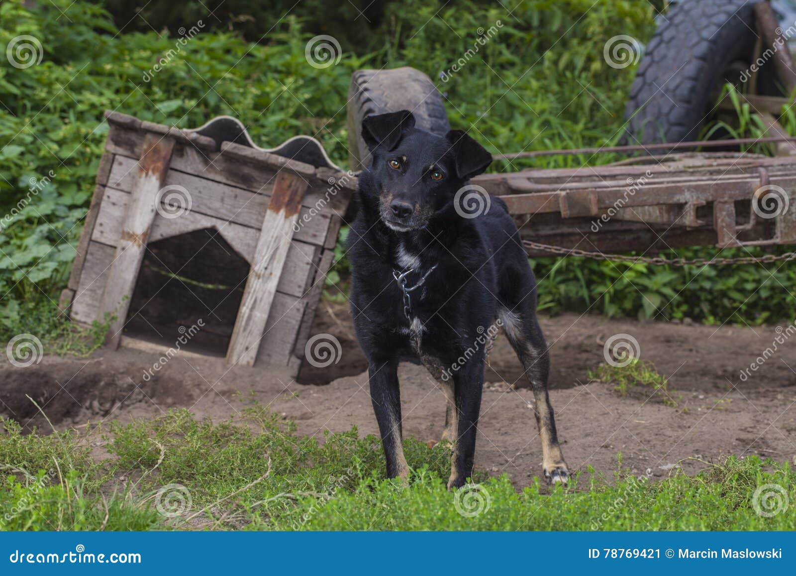 Dog on a Chain Out of His Kennel Stock Image - Image of animal, close ...