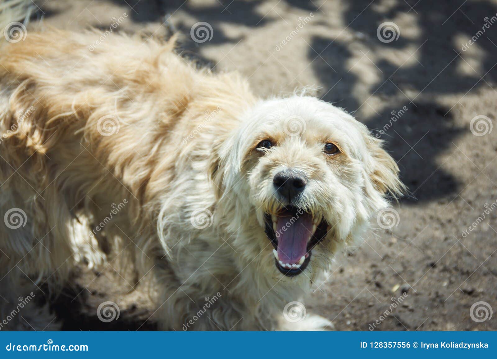 Dog on the Chain. the Dog Protects the House. the Dog Barks. Stock ...
