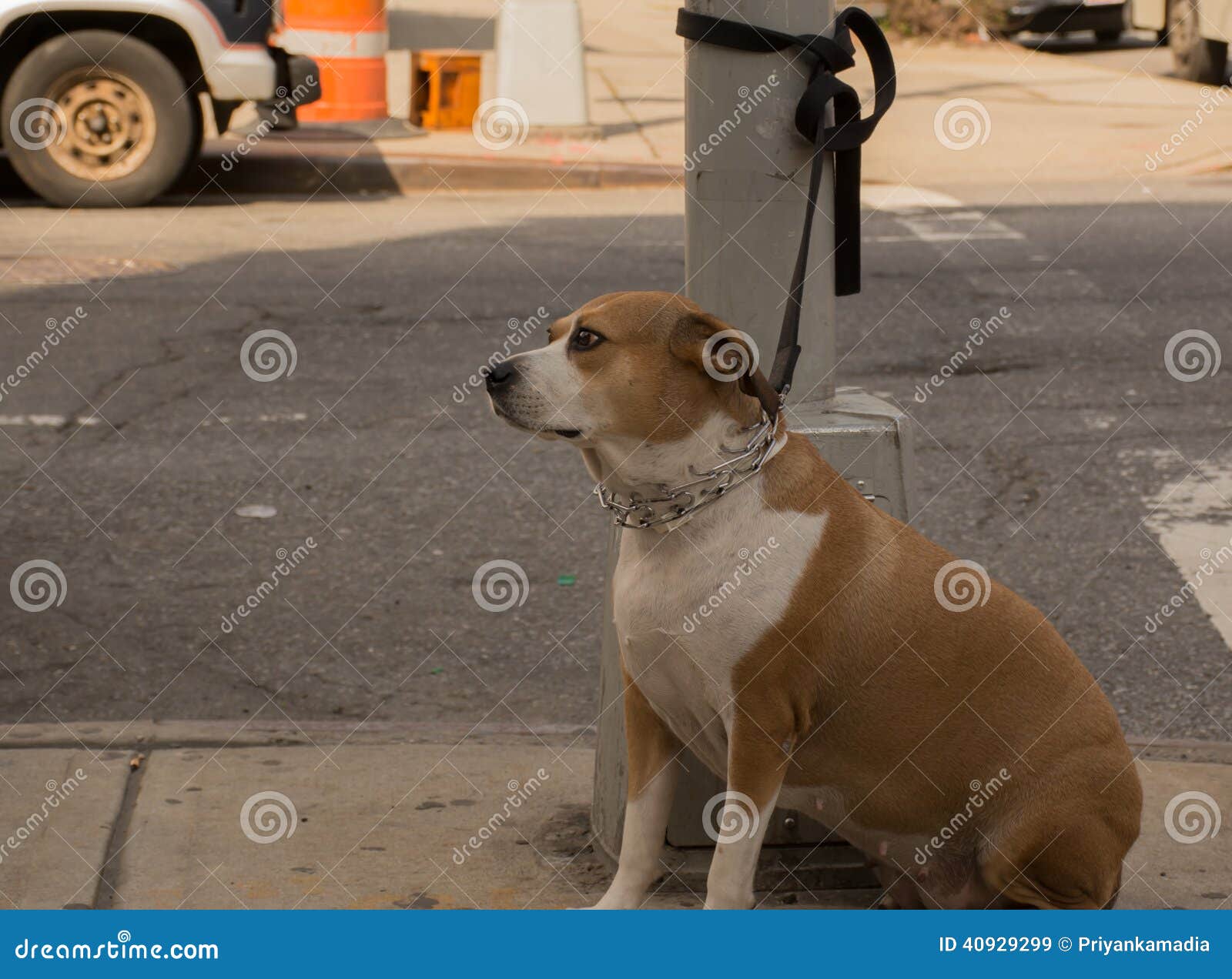 Dog Chained at a Pole on the Side Walk Stock Image - Image of waiting ...
