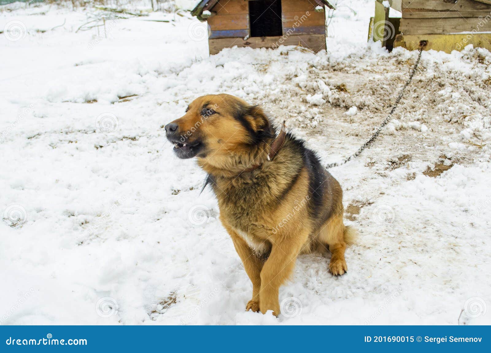 Dog chained in the stock image. Image of canine, blue - 201690015