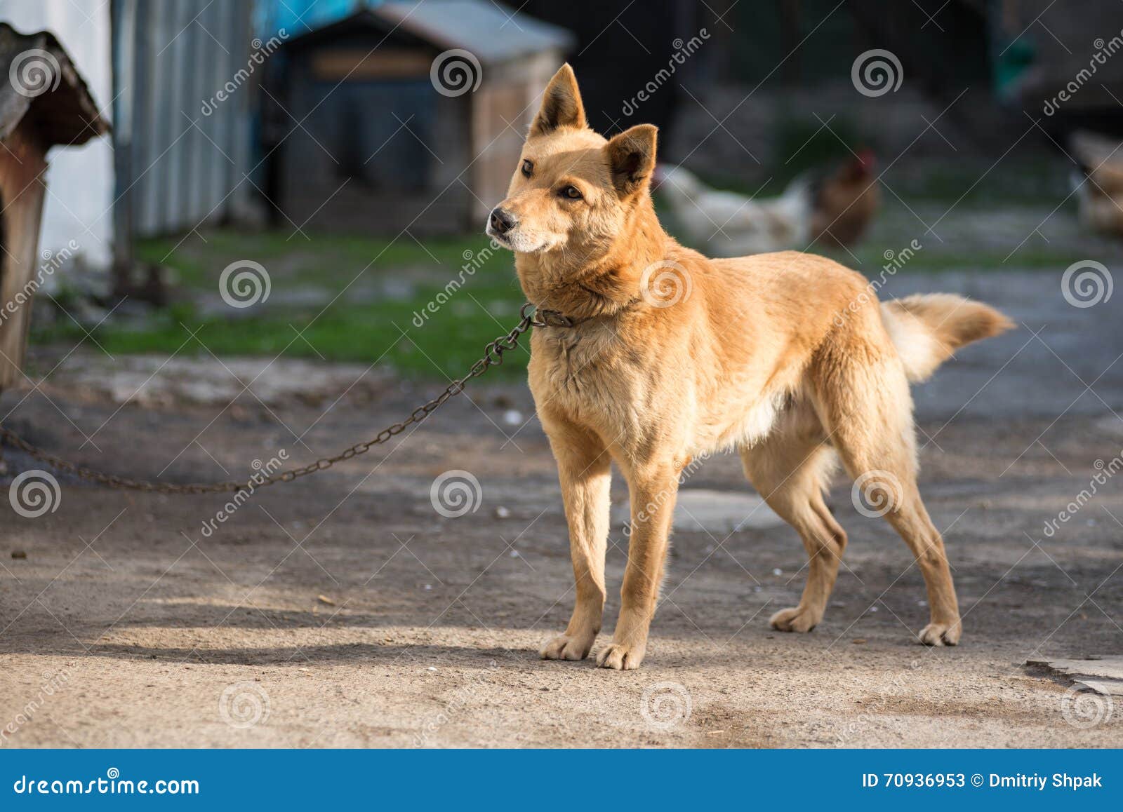 Dog Chained in the Yard. Watchdog Stock Image - Image of friend, pretty ...