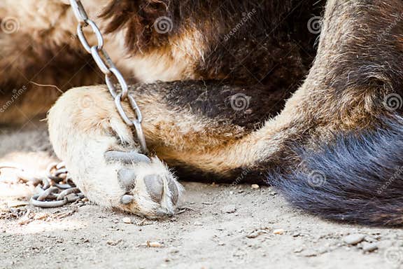Dog in chains stock photo. Image of animal, wildlife - 101788178