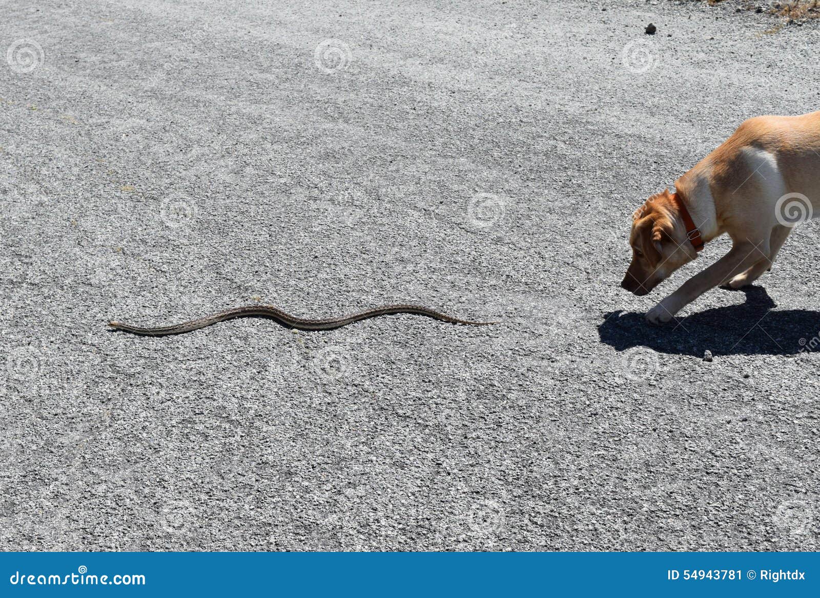 Dog Chases Snake stock image. Image of slither, labrador - 54943781