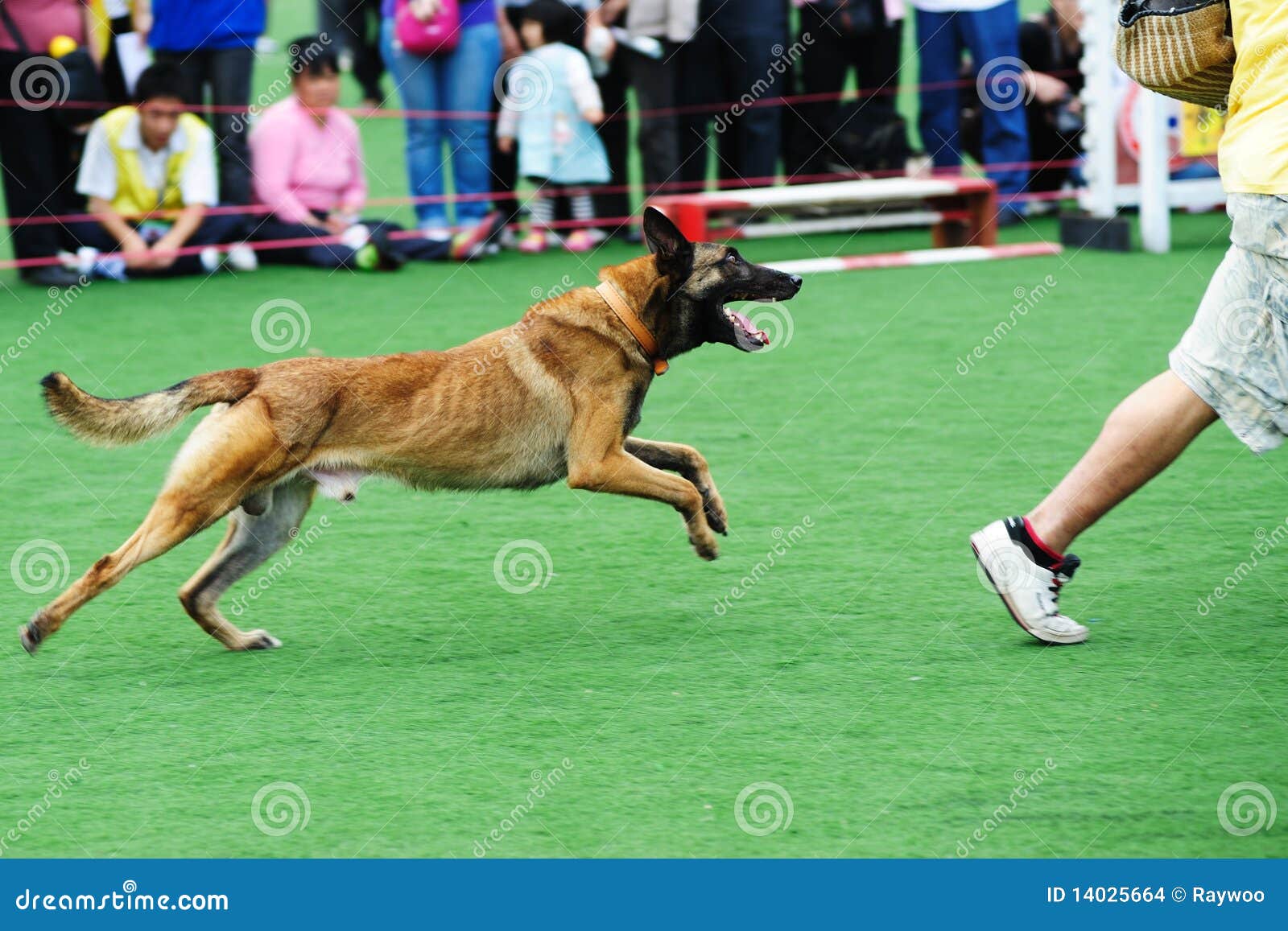 Dog chasing stock photo. Image of catch, fierce, jeans - 14025664