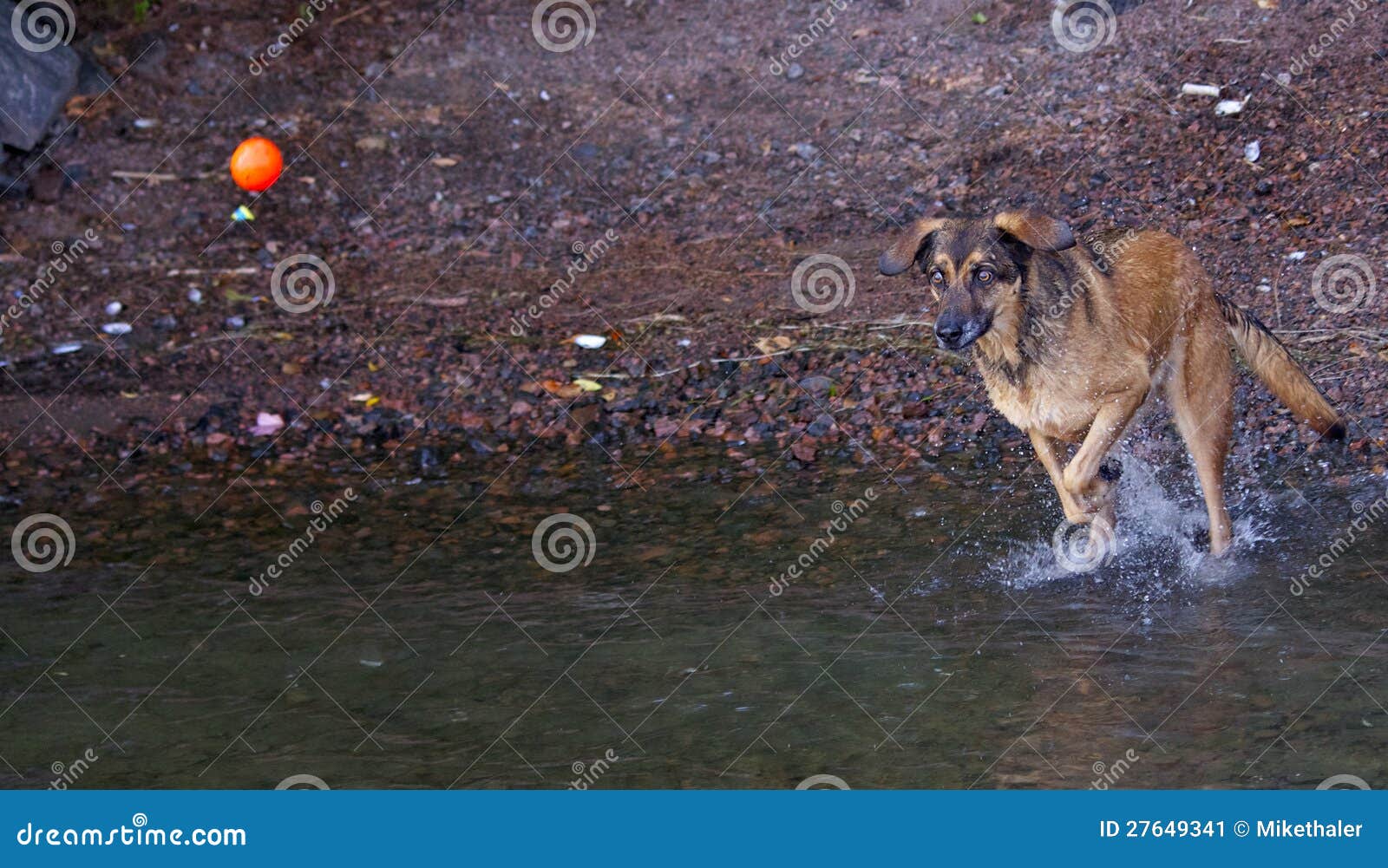 Dog Chasing Ball On The Beach Royalty-Free Stock Photo | CartoonDealer ...
