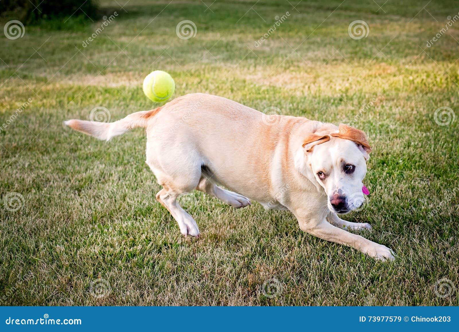 Dog chasing a ball stock image. Image of game, animal - 73977579
