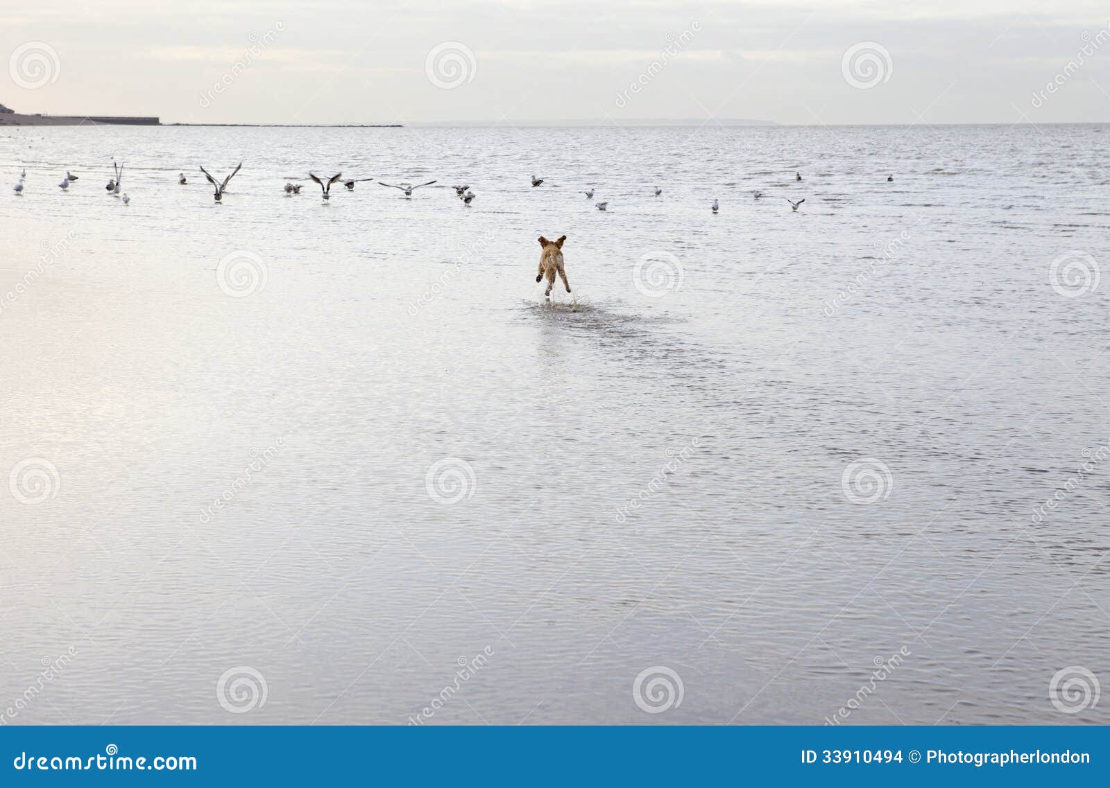 Dog Chasing Birds at the Ocean Beach Stock Photo - Image of outdoors ...