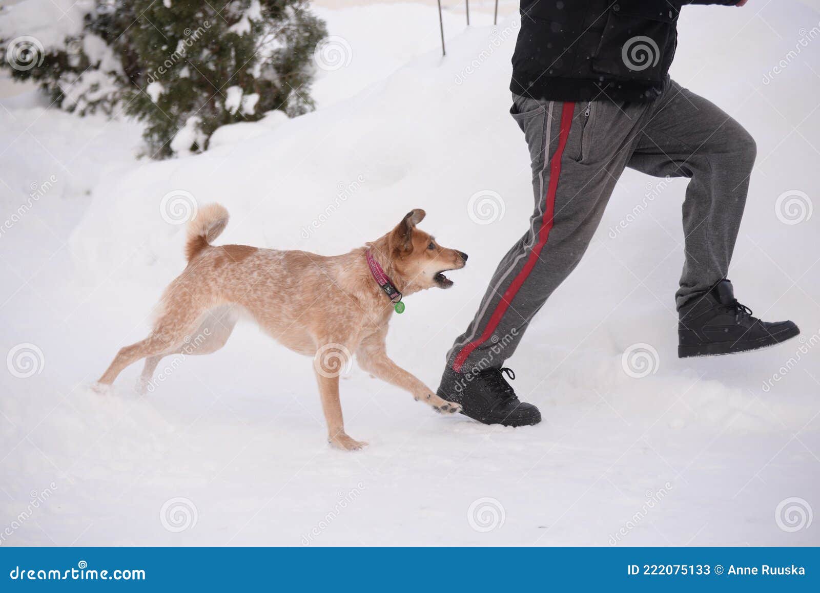 Dog Chasing Human in the Yard Just for Fun Stock Image - Image of ...
