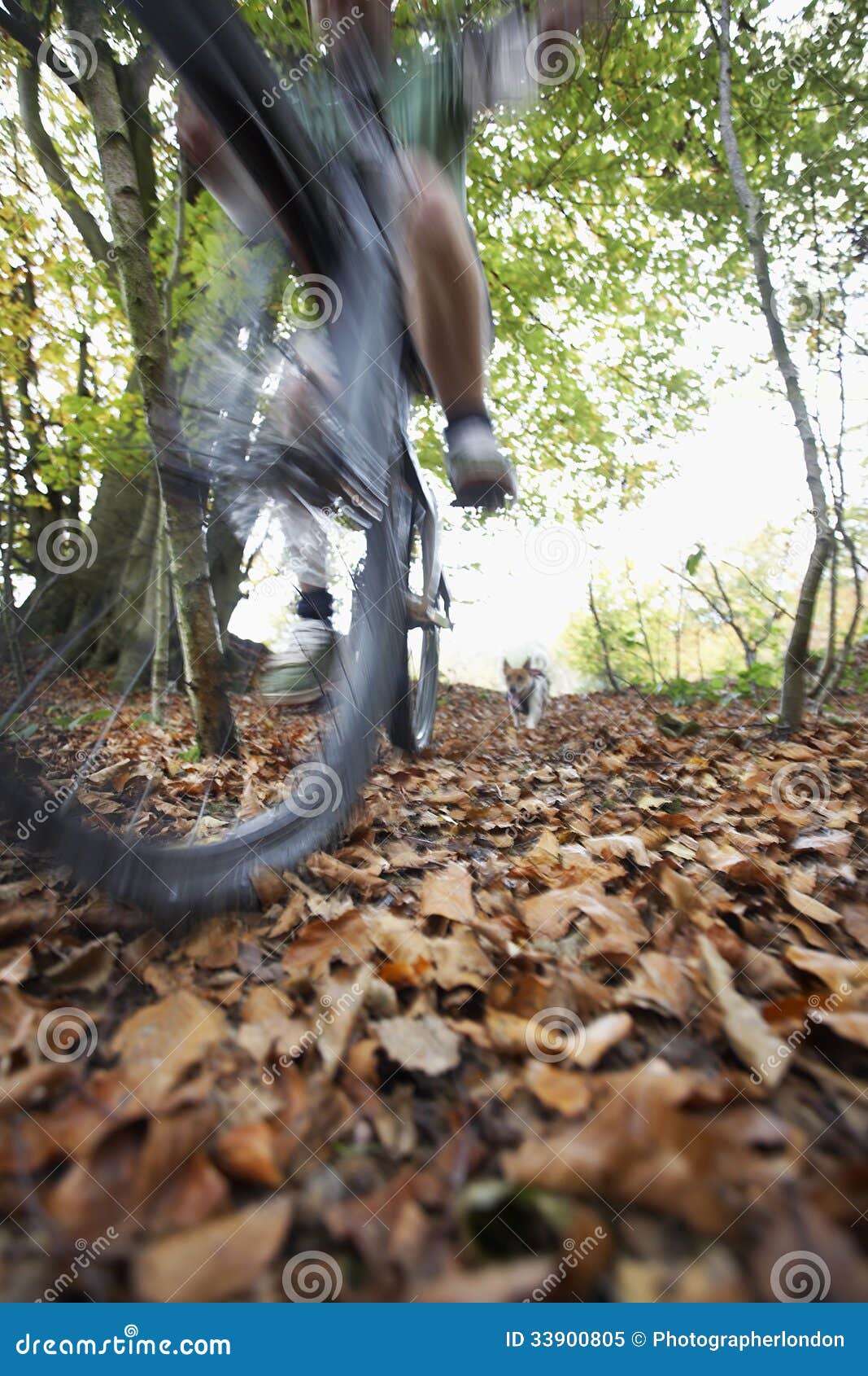 Dog Chasing Man on Mountain Bike Stock Image - Image of people ...