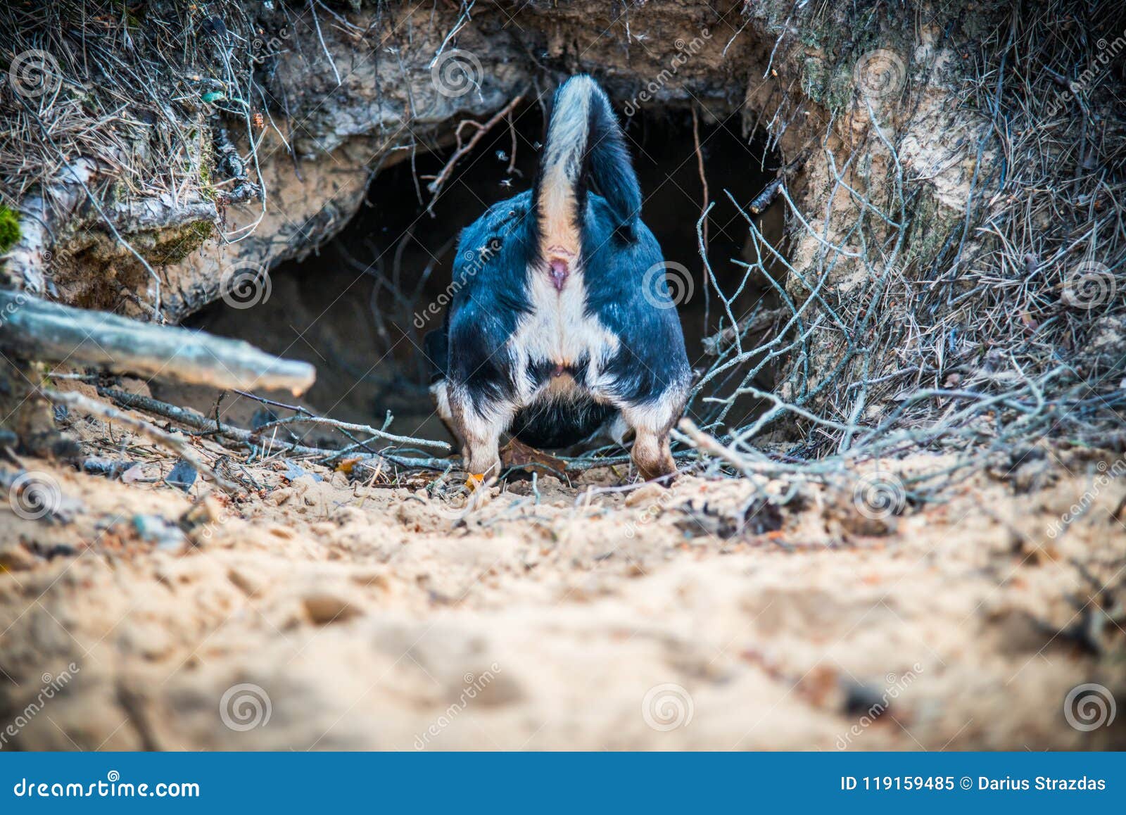 Dog checking cave stock image. Image of brave, little - 119159485