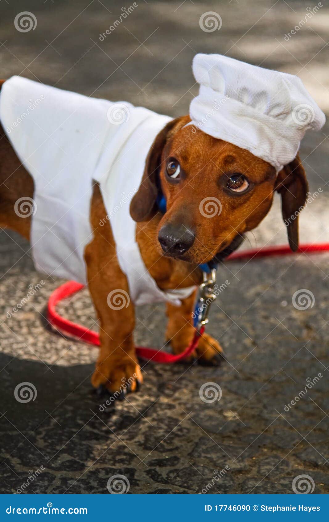 Dog Chef stock photo. Image of chef, costume, dachshund - 17746090
