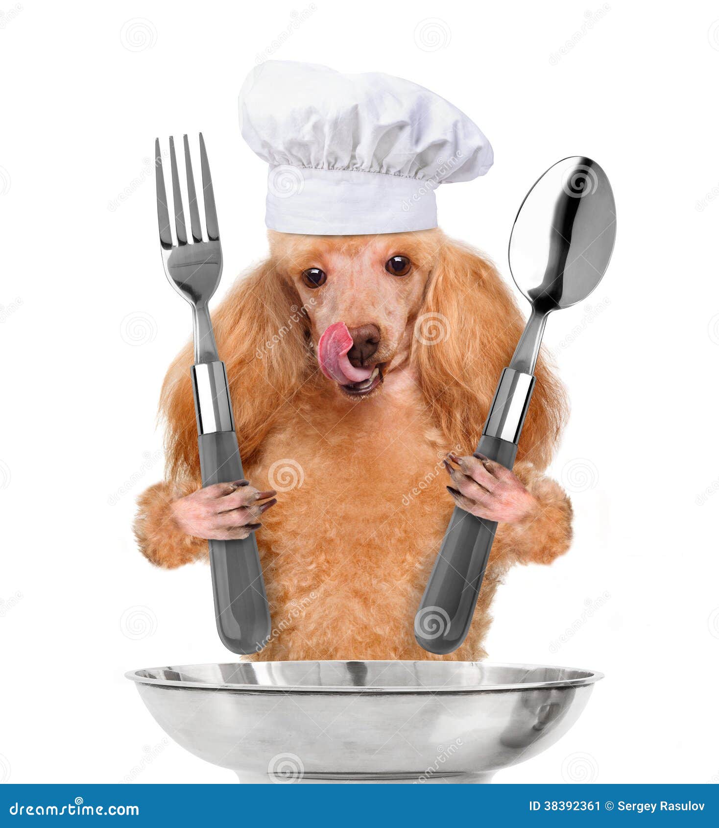 Dog chef stock image. Image of joke, lick, fork, dish - 38392361