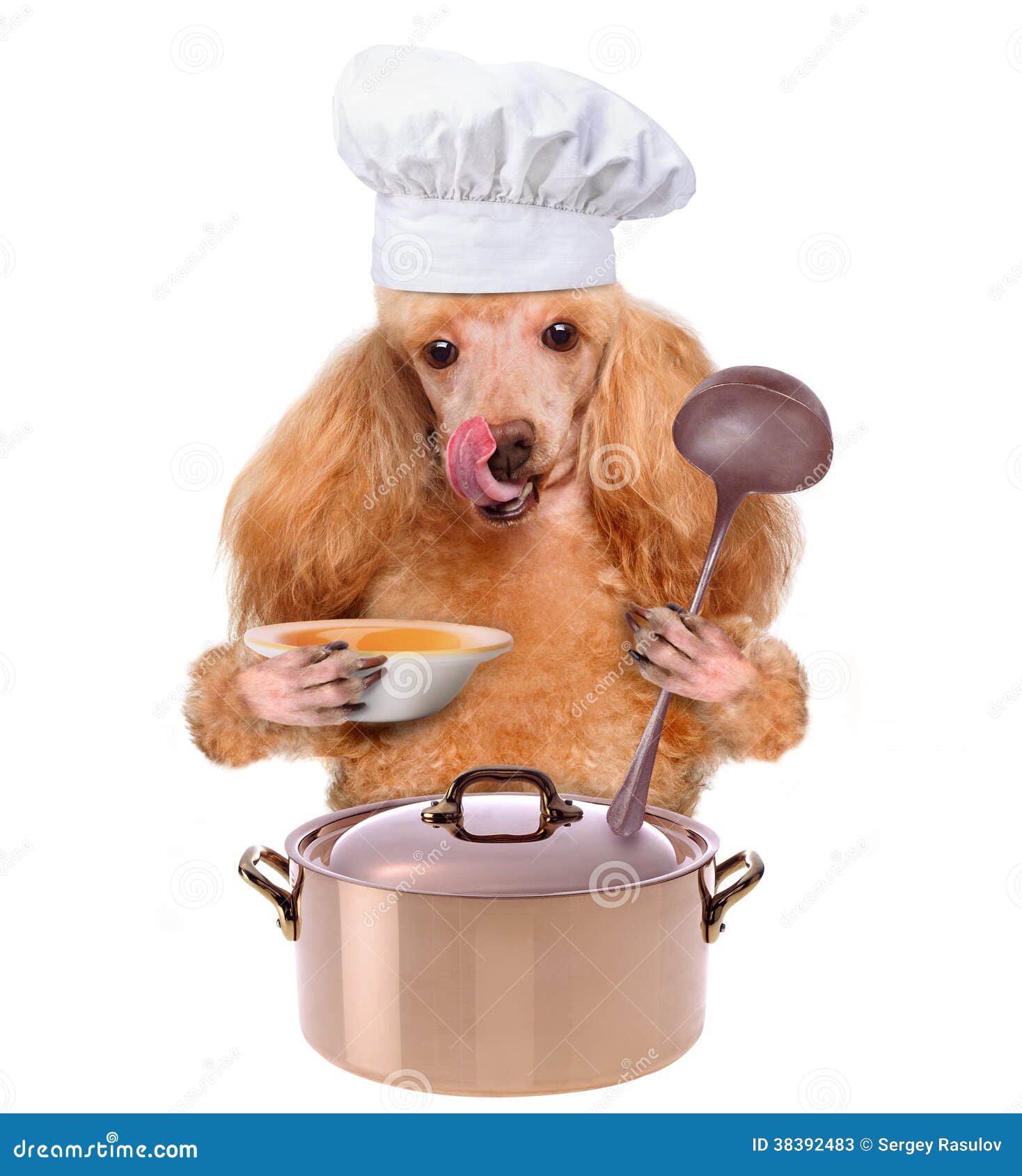 Dog chef stock image. Image of food, joke, gourmet, comical - 38392483