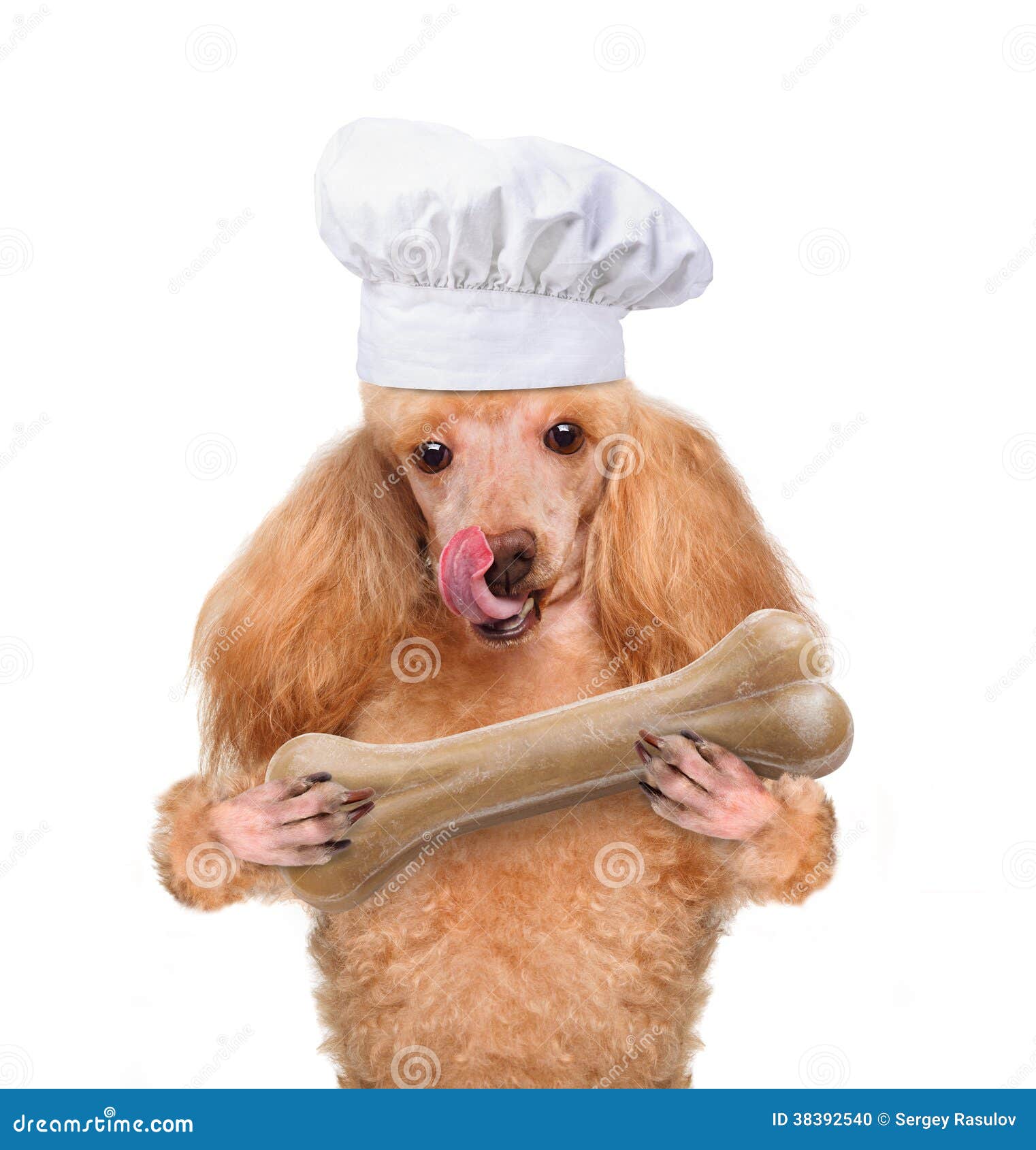 Dog chef stock photo. Image of animal, lunch, humor, bone - 38392540