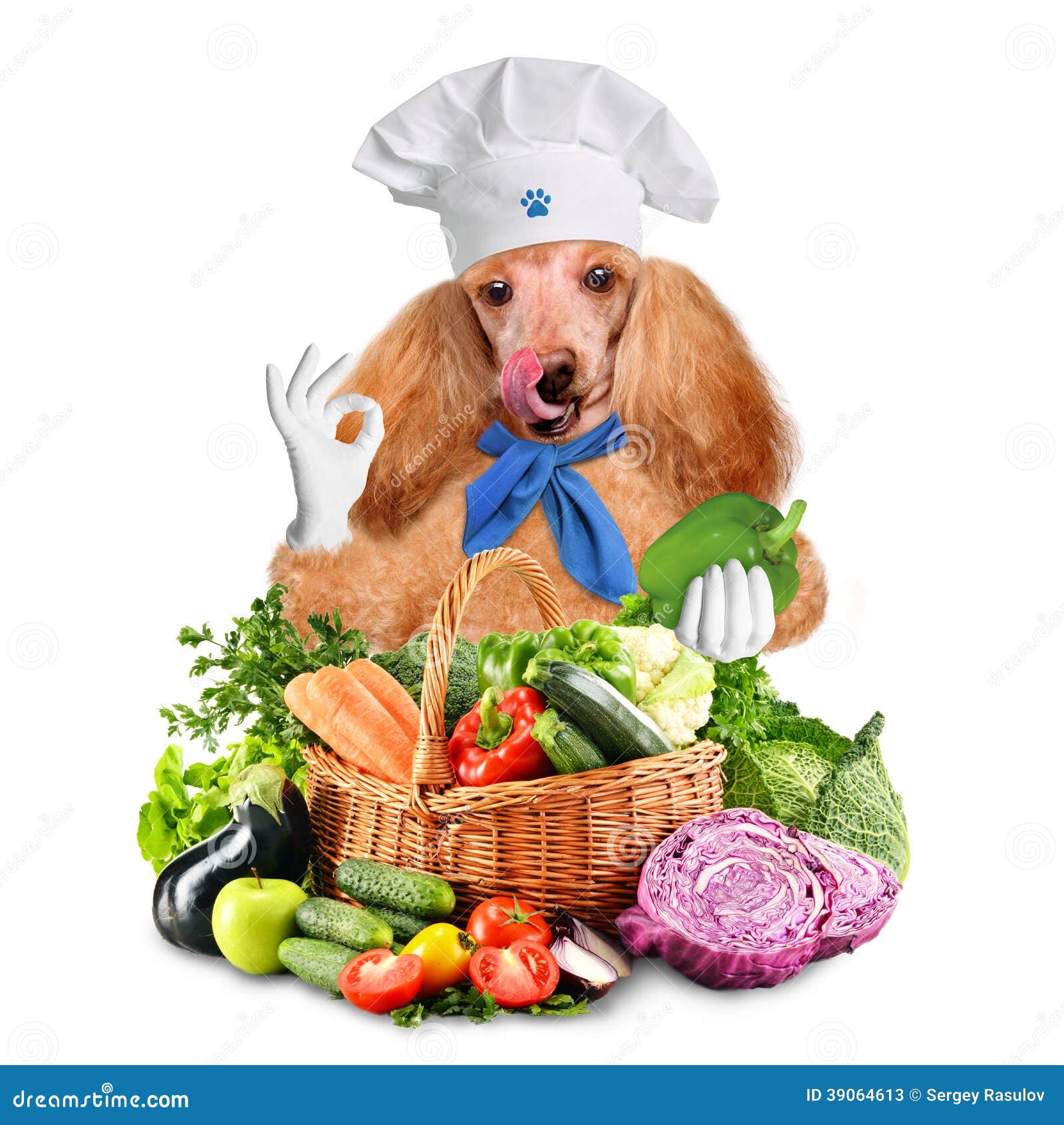 Dog chef stock image. Image of food, funny, animal, isolated - 39064613