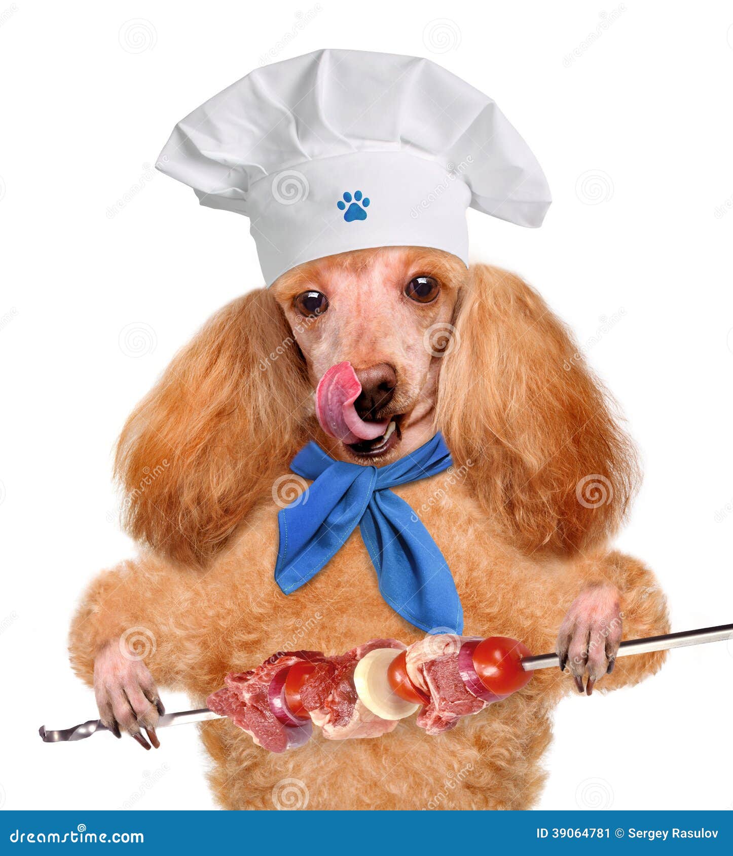 Dog chef stock image. Image of appetite, lunch, dinner - 39064781