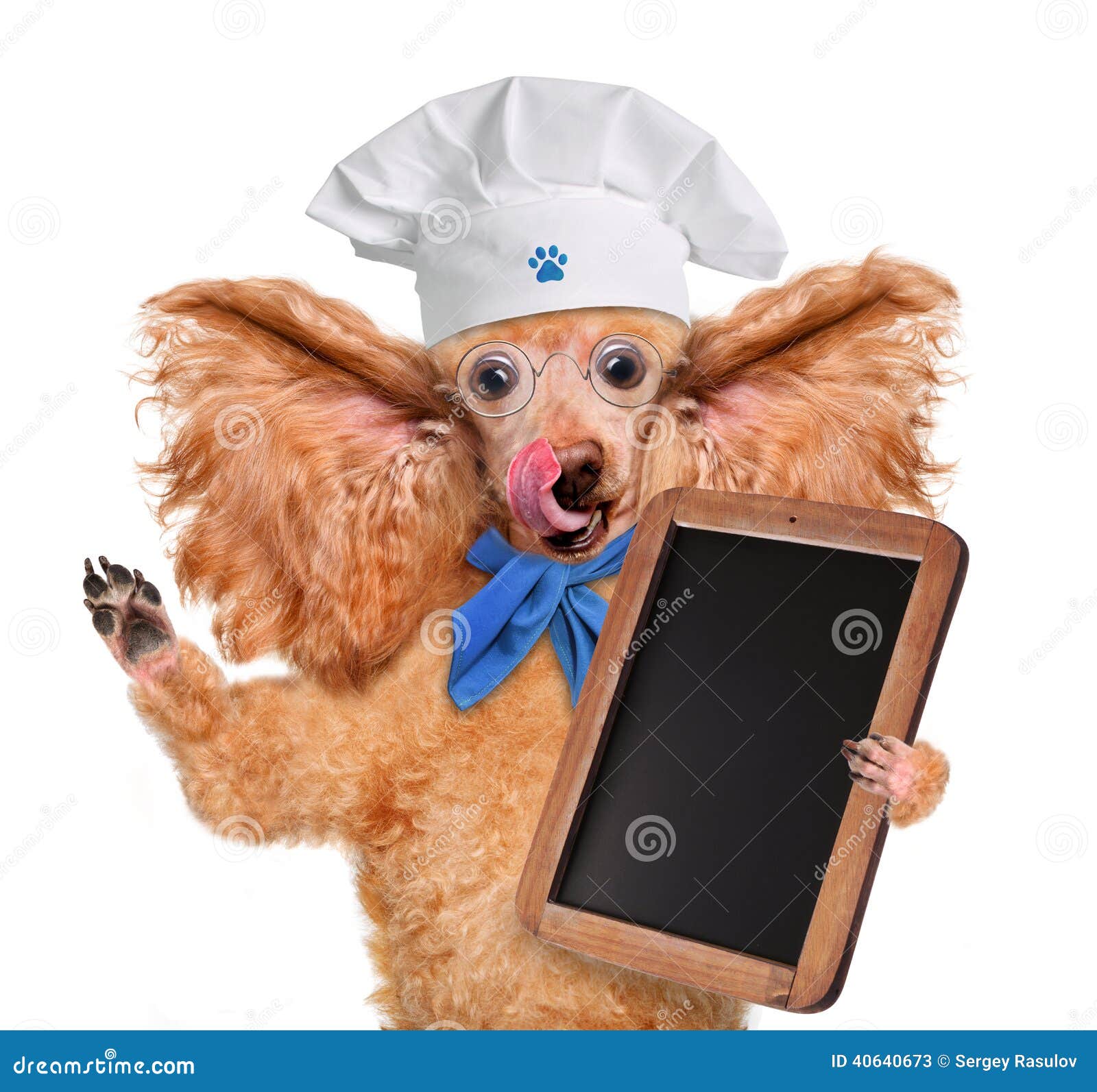 Dog chef stock image. Image of chef, appetite, puppy - 40640673
