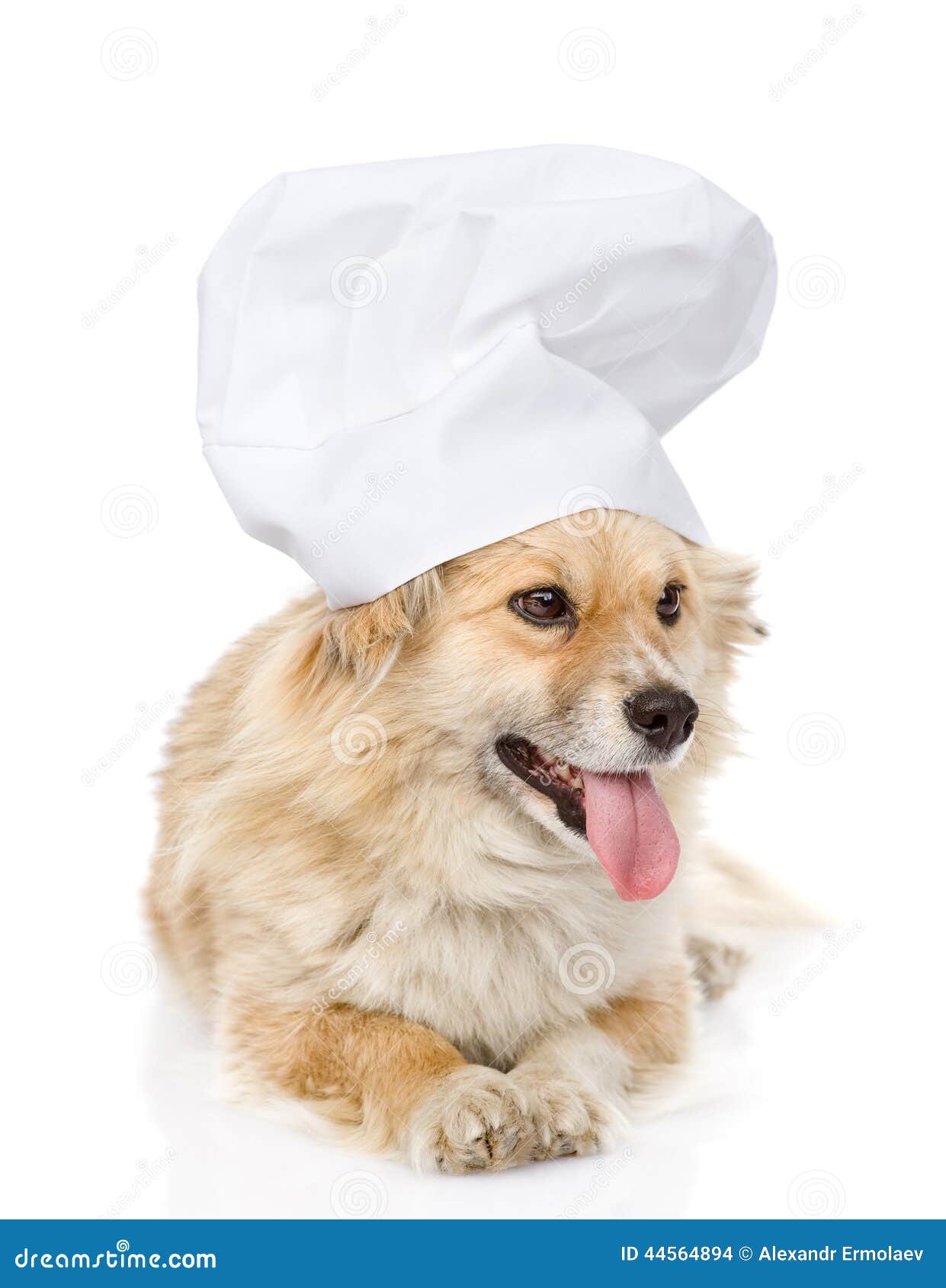 Dog in Chef S Hat Looking at Camera. on White Backgroun Stock Photo ...