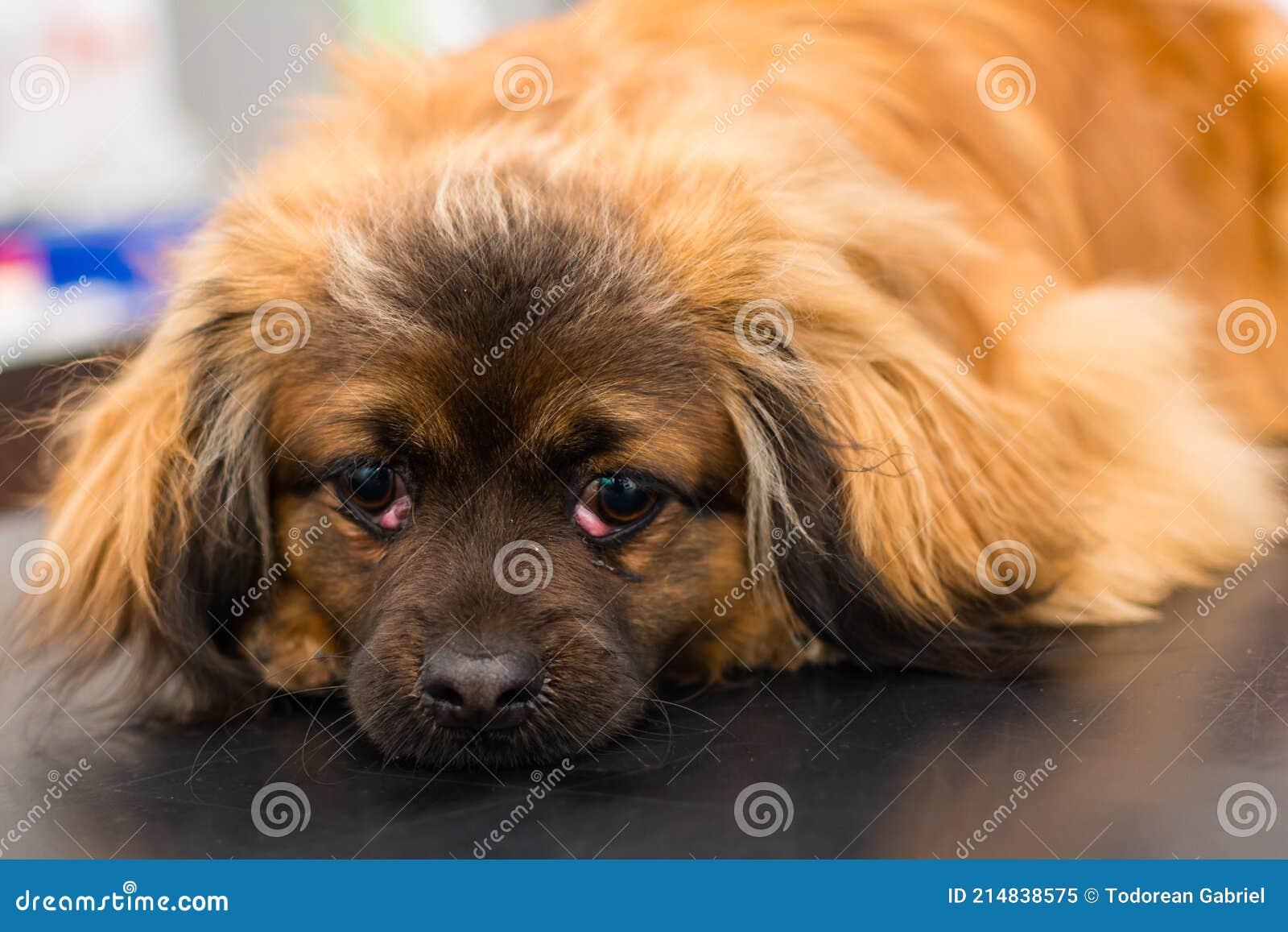 Canine Ocular Dermoid, Hair Growing On Eyeball Stock Photography ...