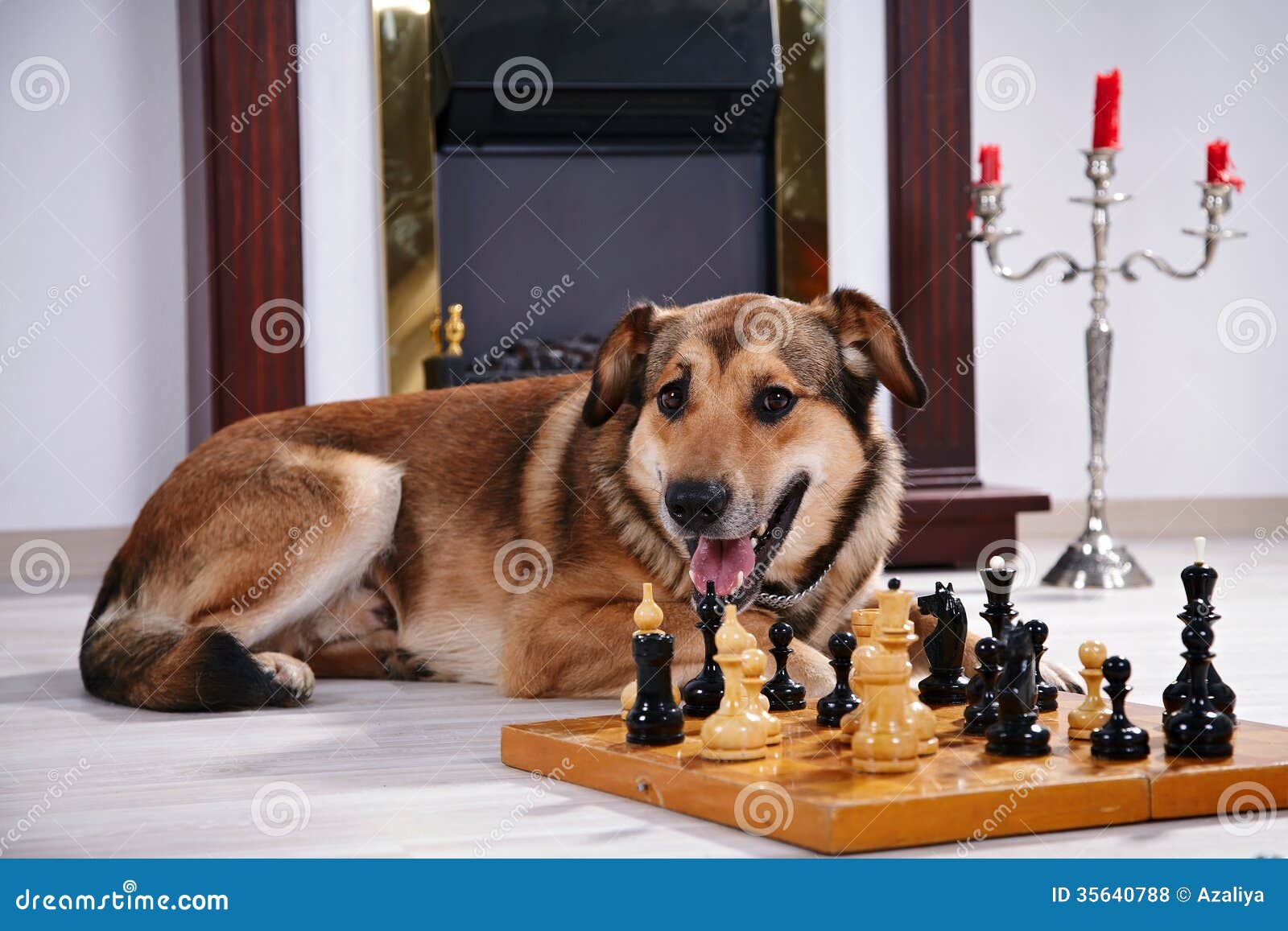 Dog and Chess Against a Fireplace. Stock Photo - Image of young ...