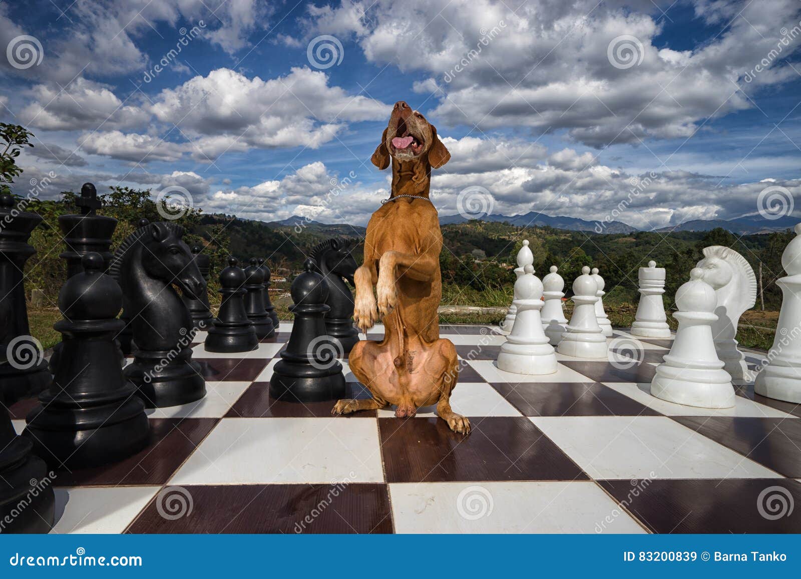 Dog on chess board stock image. Image of vizsla, golden - 83200839