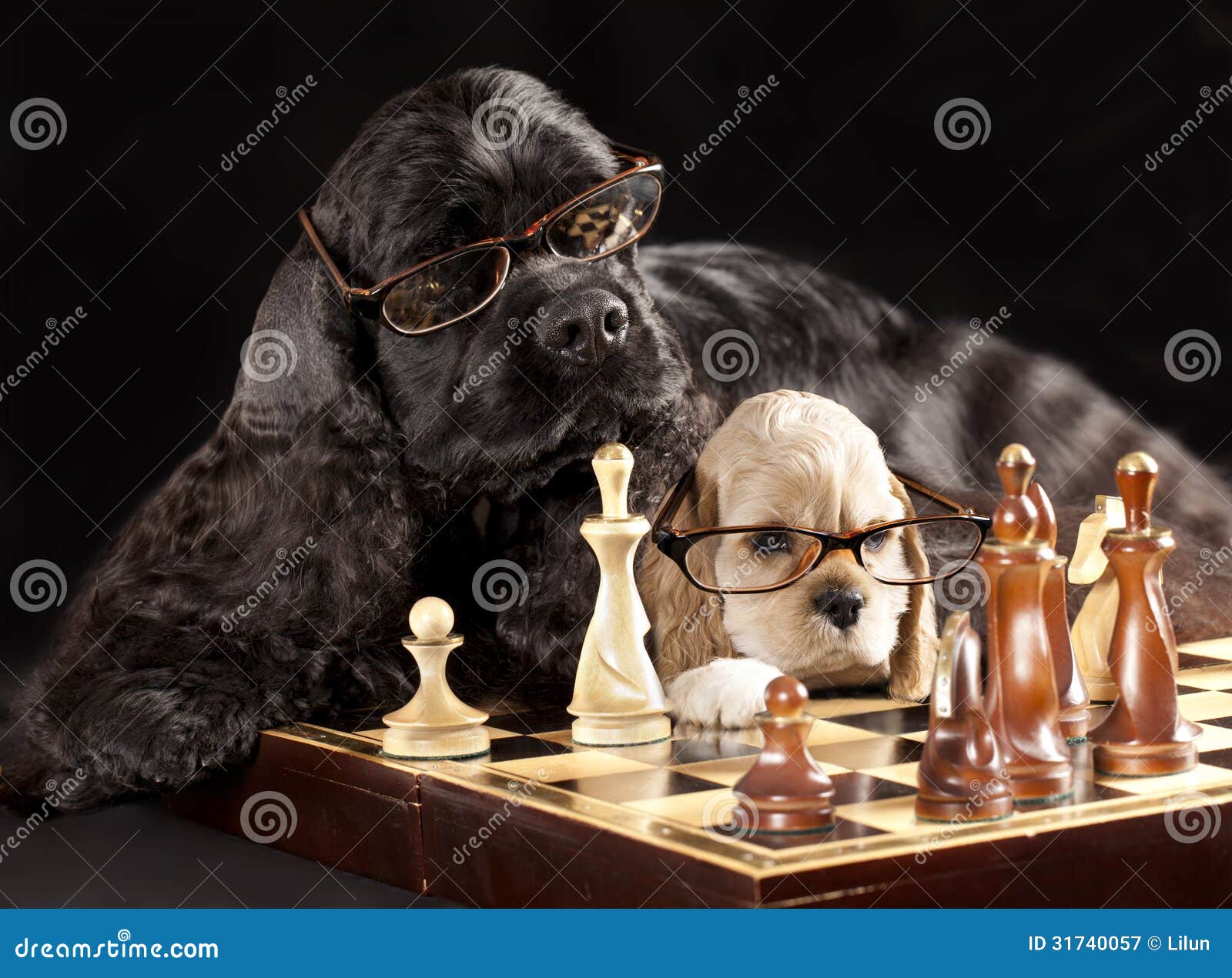Dog and chess stock image. Image of canine, battle, animals - 31740057