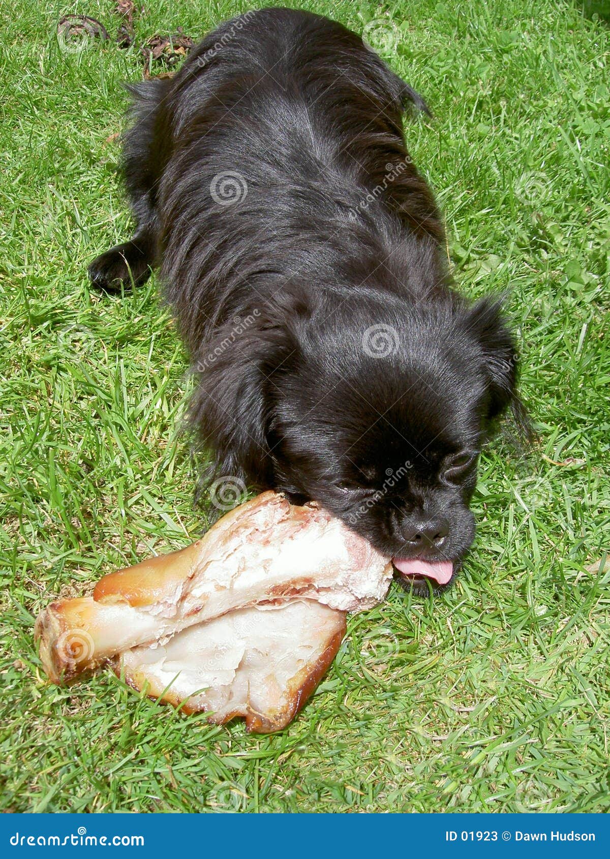 Dog Chewing stock image. Image of mammals, cute, nature, puppy - 1923