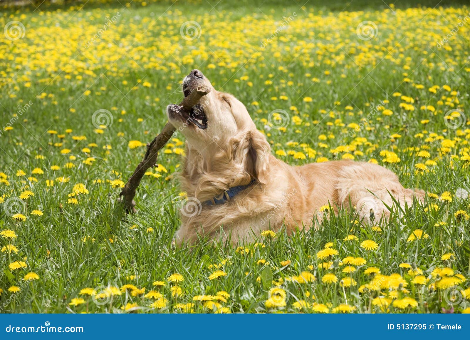 Dog chewing a stick stock image. Image of haired, stick - 5137295