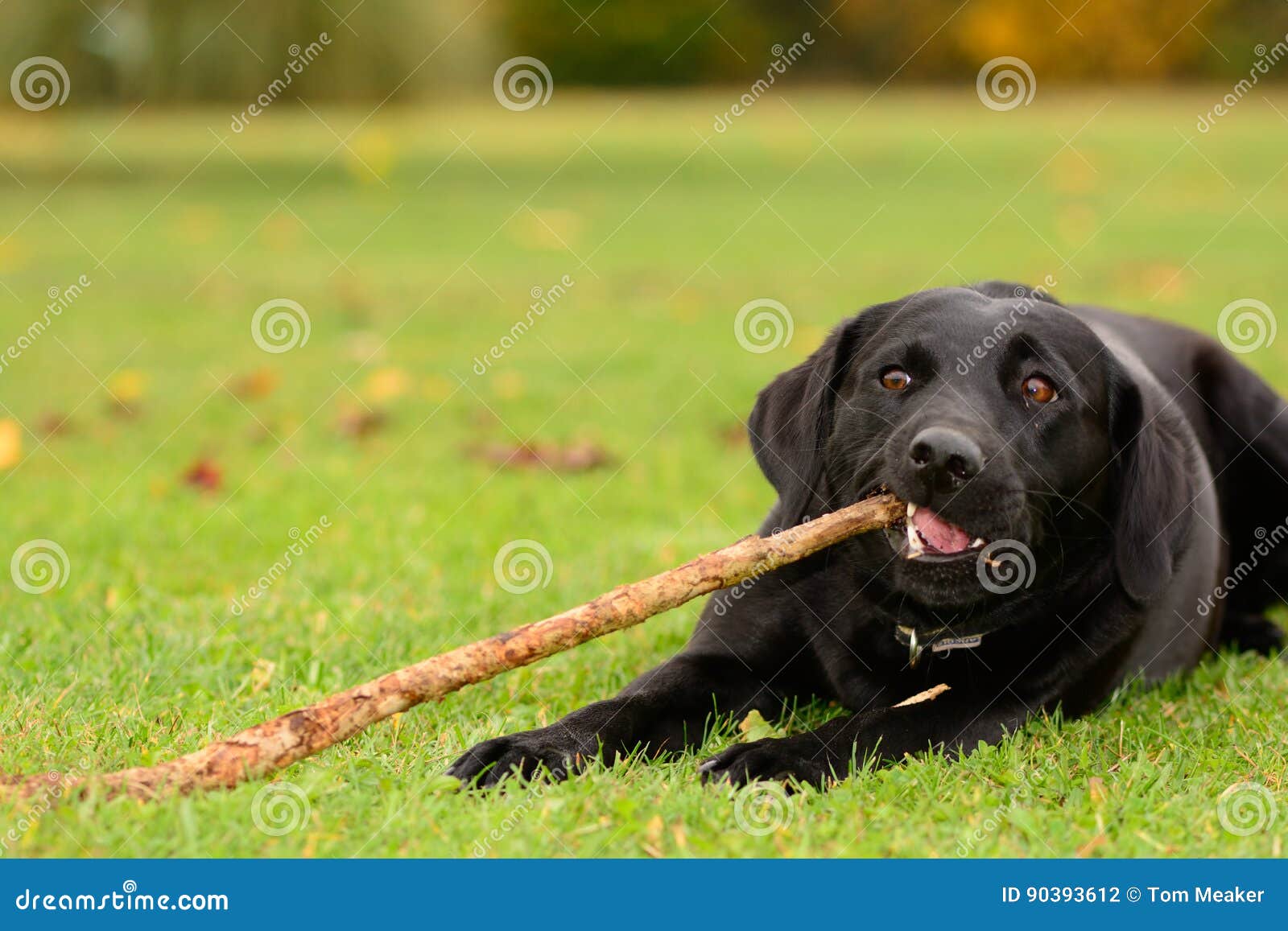 Dog chewing a stick stock photo. Image of grass, lawn - 90393612