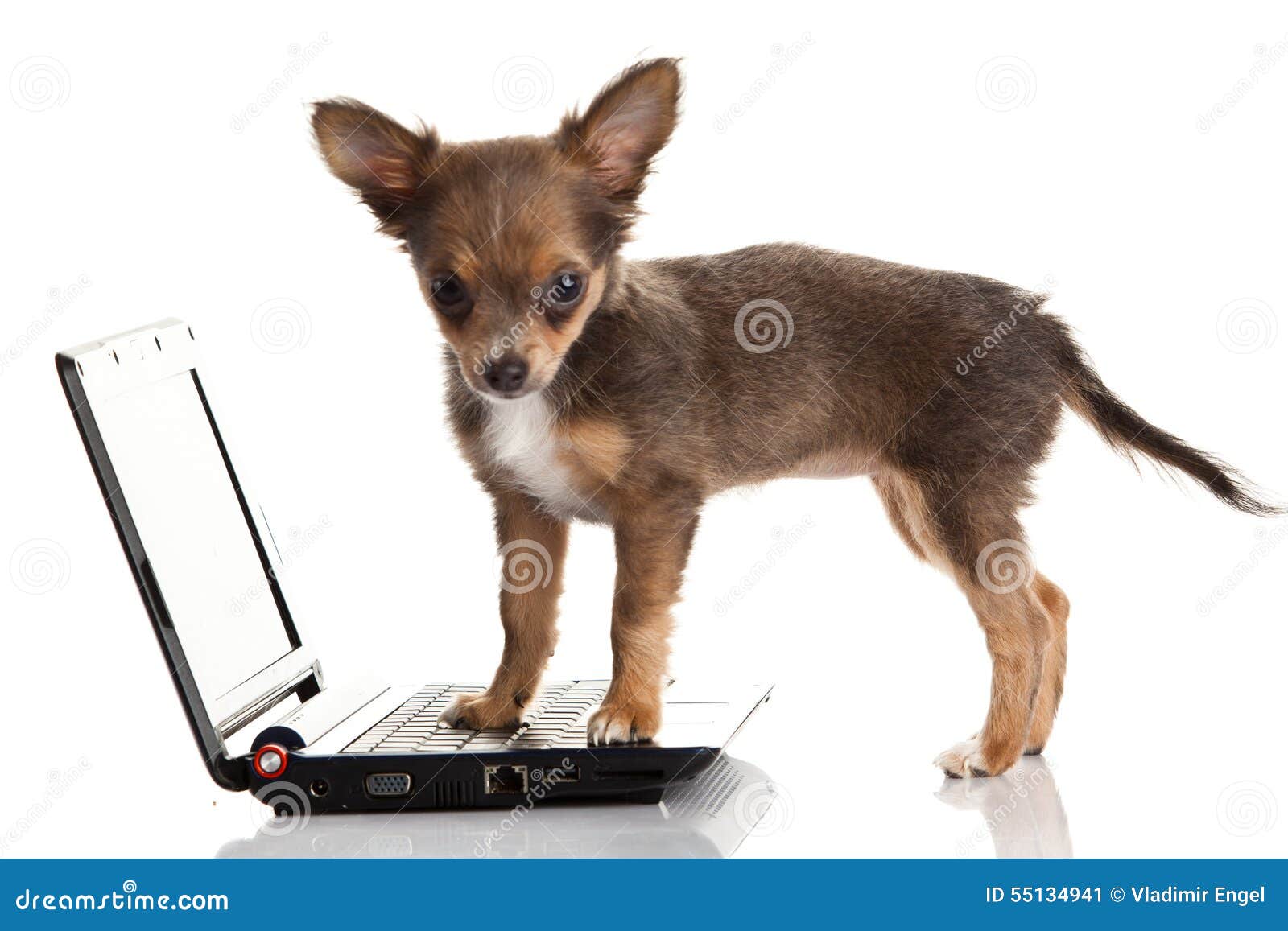Dog Chihuahua Isolated on White Background Laptop Computer Stock Image ...