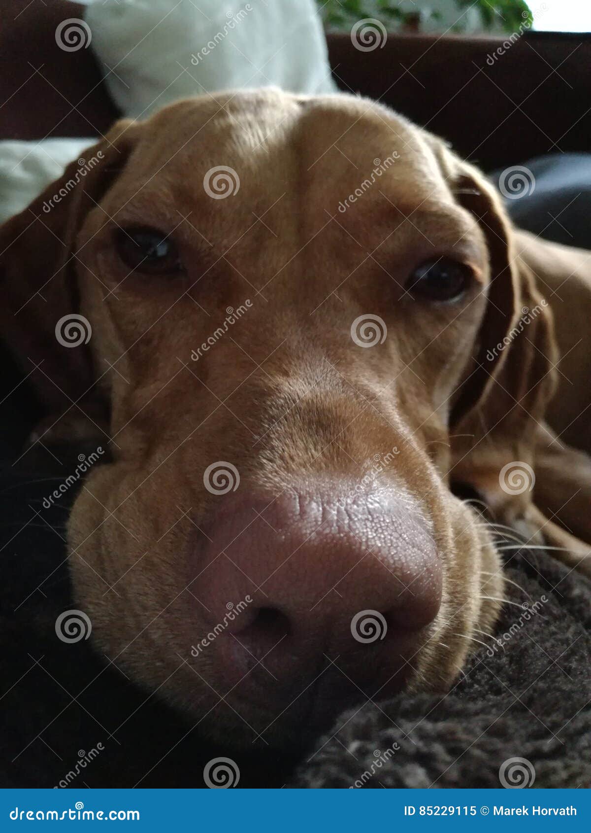 Dog chilling stock image. Image of chill, chilling, mode - 85229115
