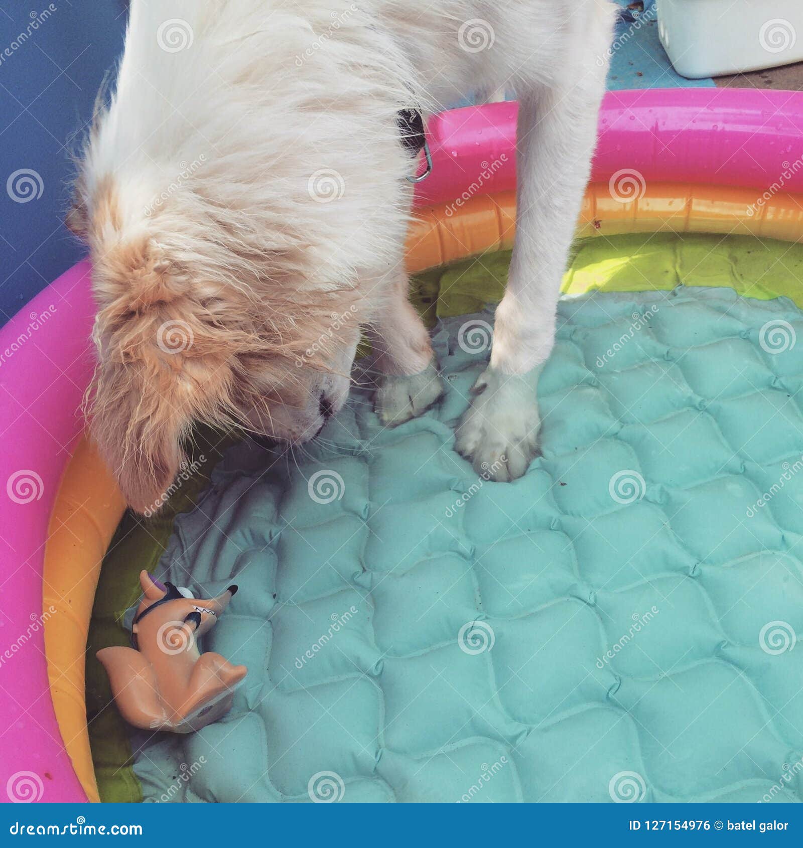 Chilling stock photo. Image of water, drinking, pool - 127154976