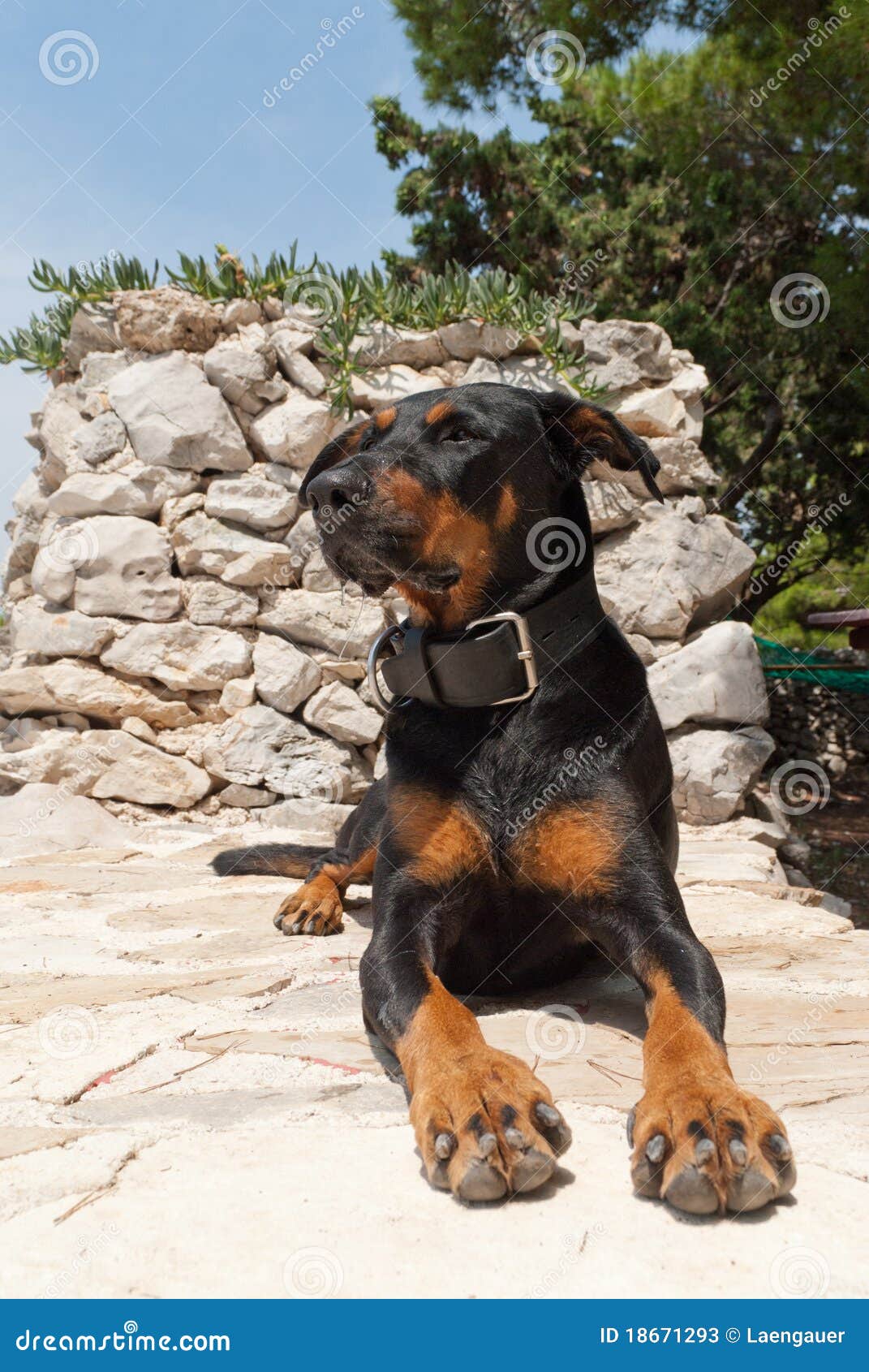Dog chilling in the sun stock image. Image of mammal - 18671293
