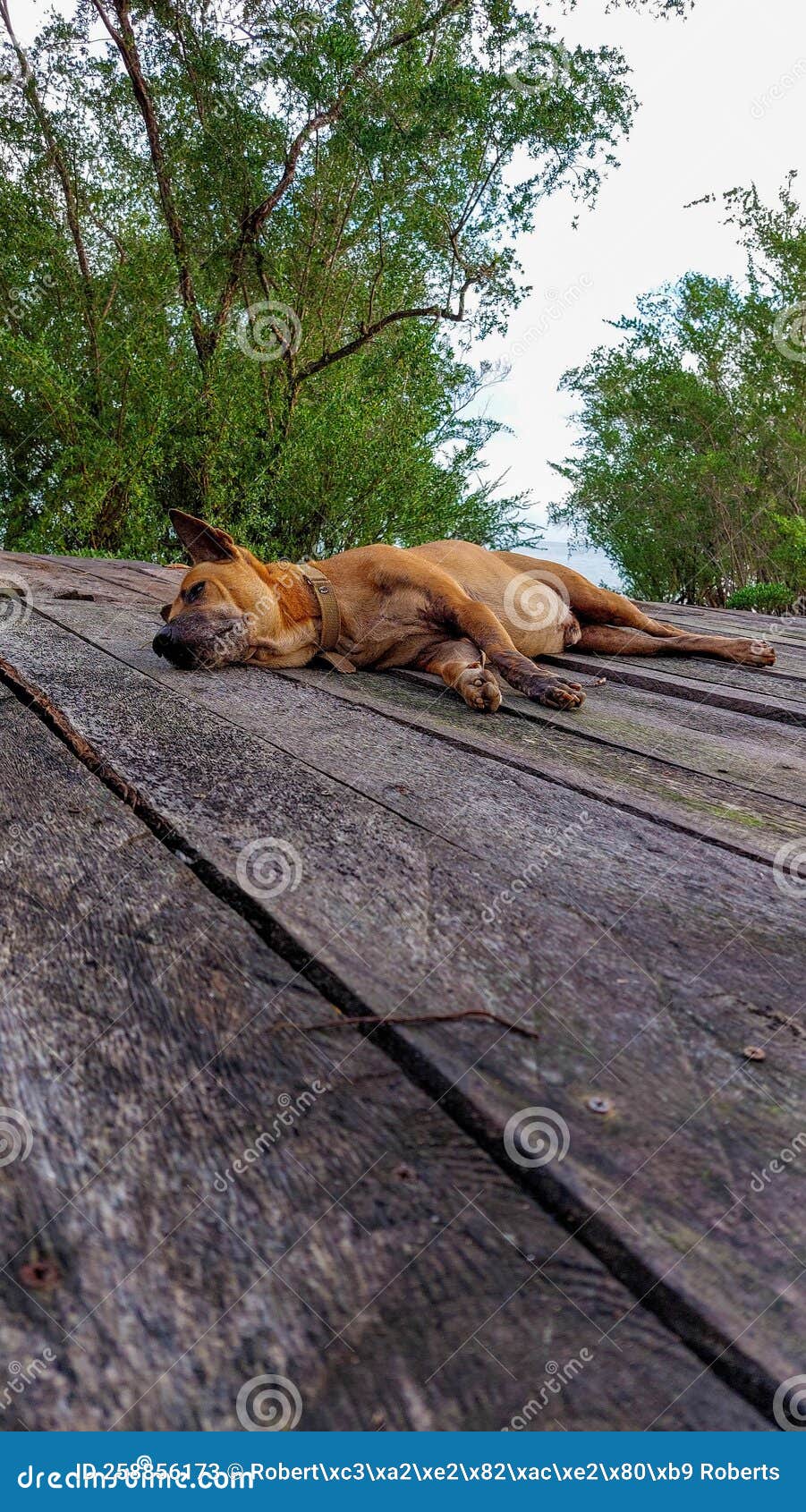 Dog Chilling on the Wooden Pier Stock Image - Image of wildlife, autumn ...