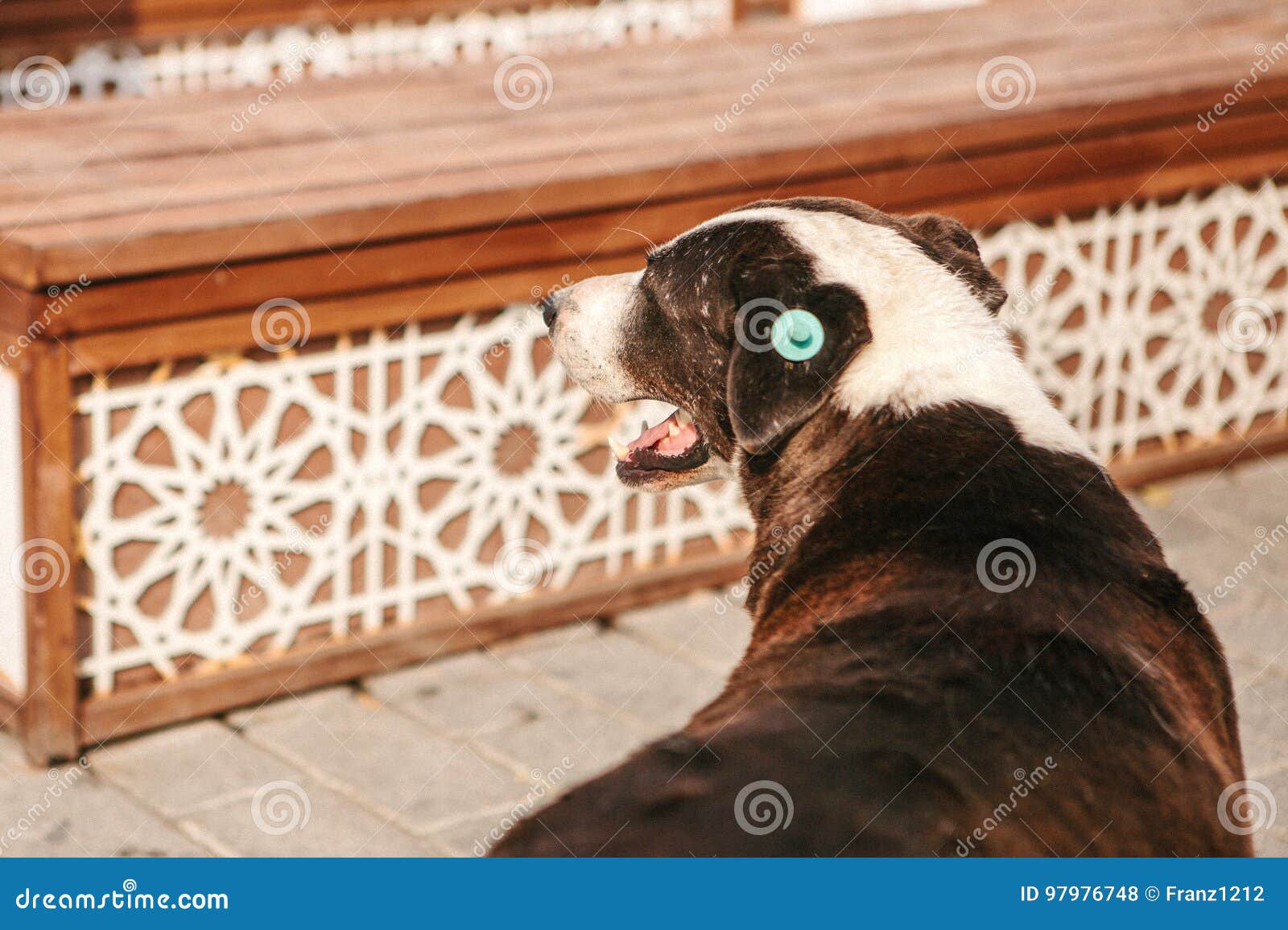 Dog with Chip Implant on it`s Ear. Stock Photo - Image of hospital ...