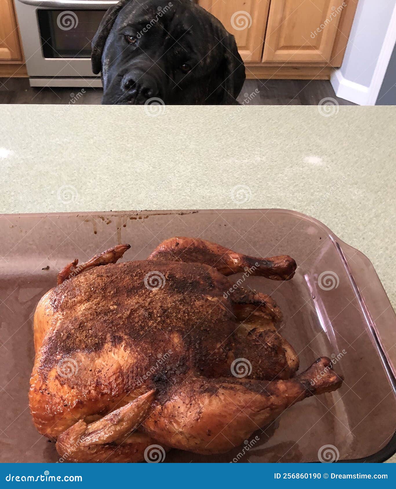 Dog and chop stock photo. Image of dinner, smoked, staring - 256860190