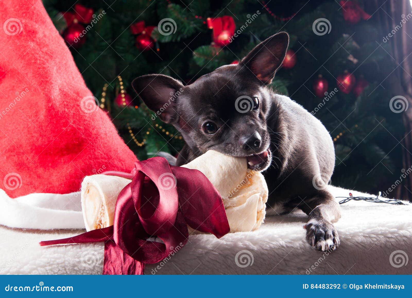 Dog with Christmas Bone Gift with Christmas Tree Stock Photo - Image of ...