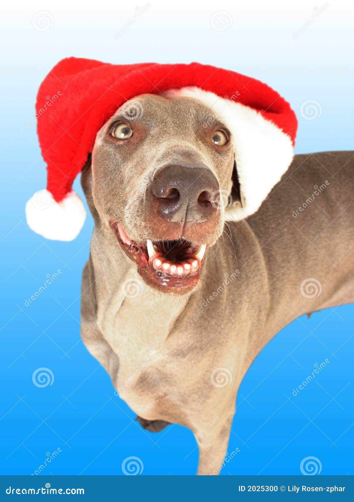 A dog with christmas hat stock photo. Image of season - 2025300