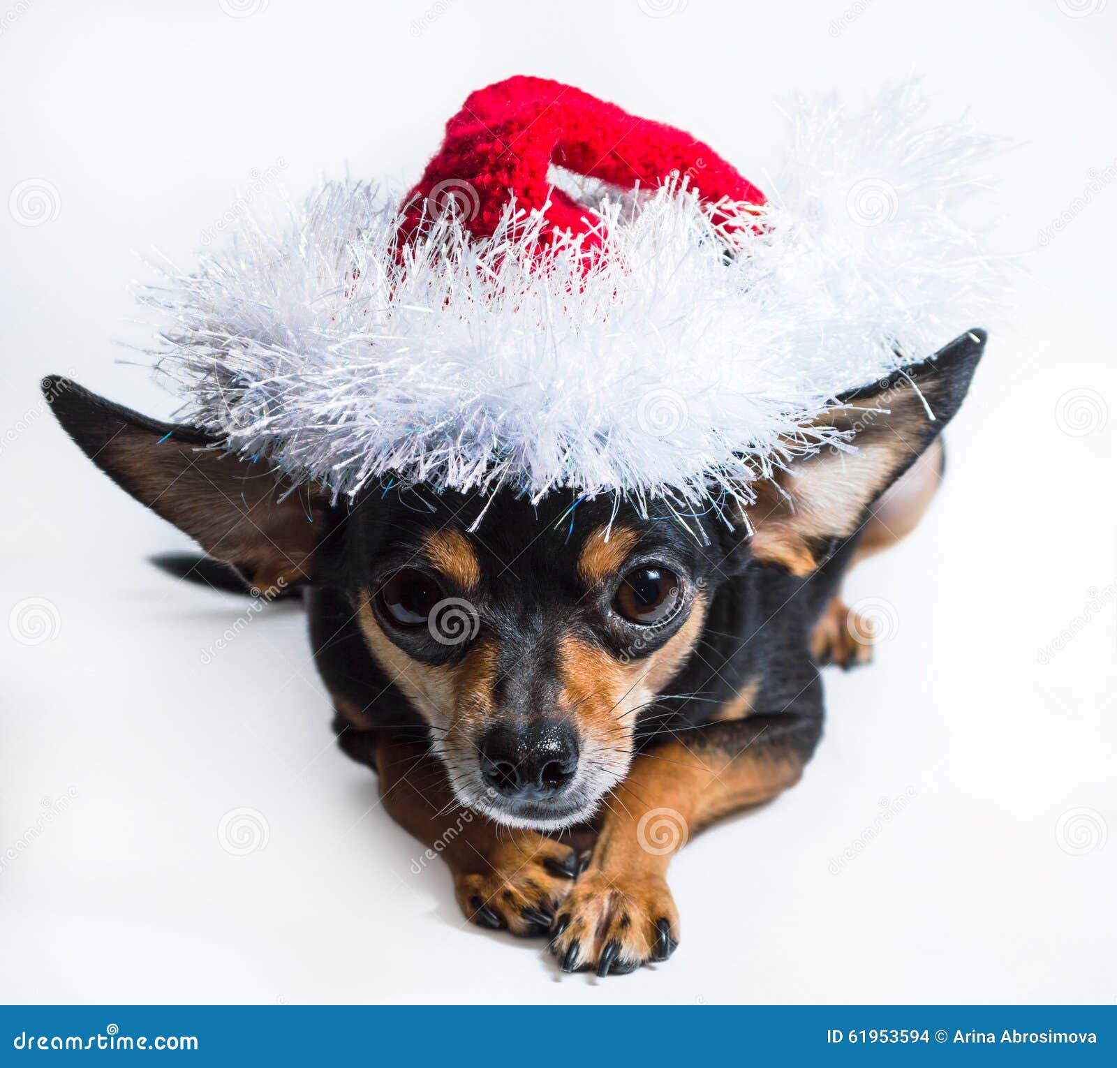 Dog in a Christmas hat stock photo. Image of portrait - 61953594