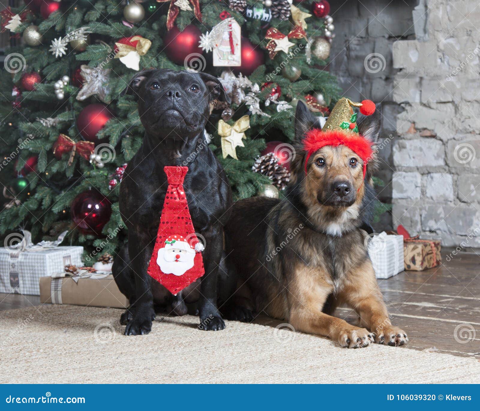 Dog and Christmas tree stock photo. Image of puppy, tree - 106039320