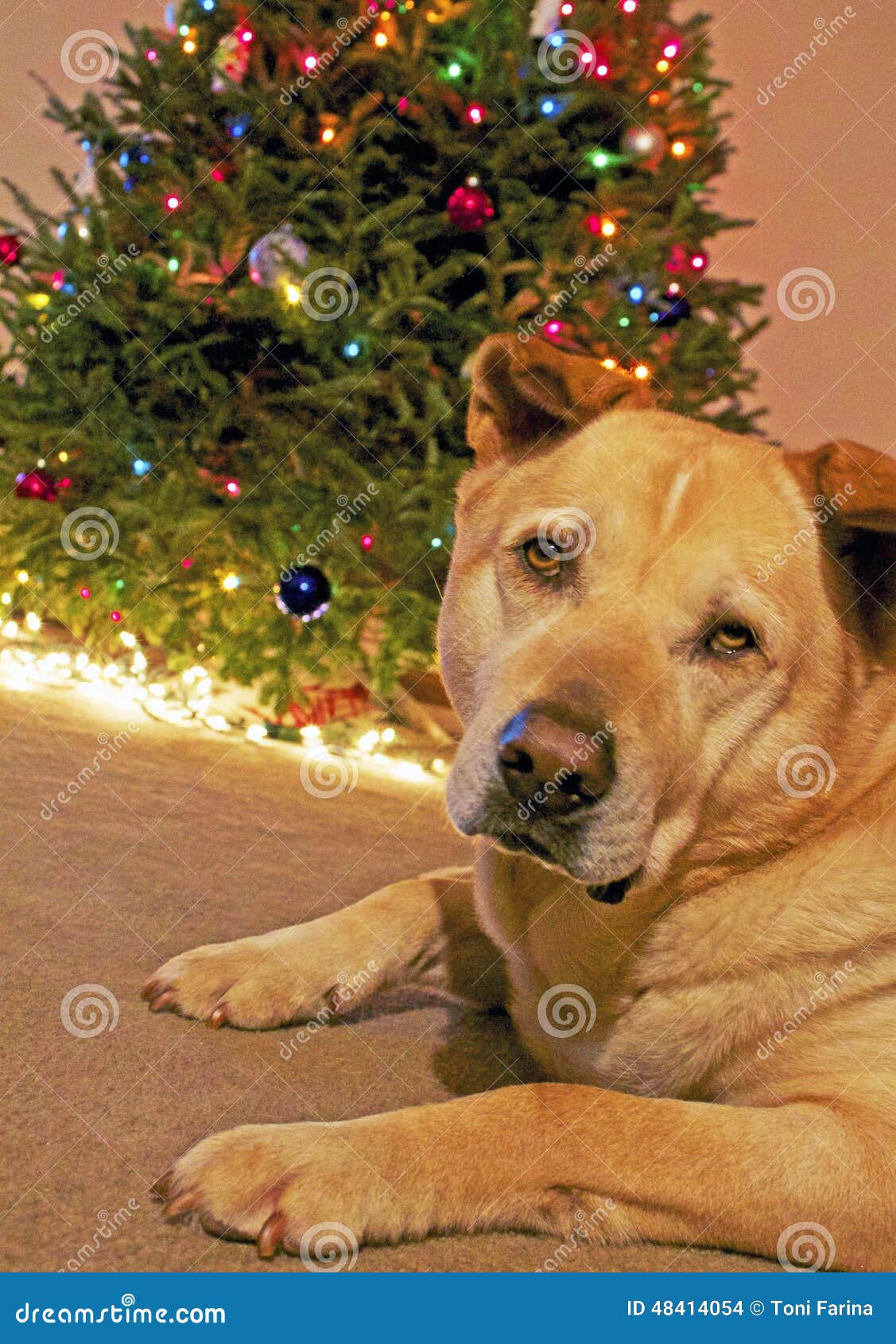 Dog and Christmas Tree stock photo. Image of lights, sitting - 48414054