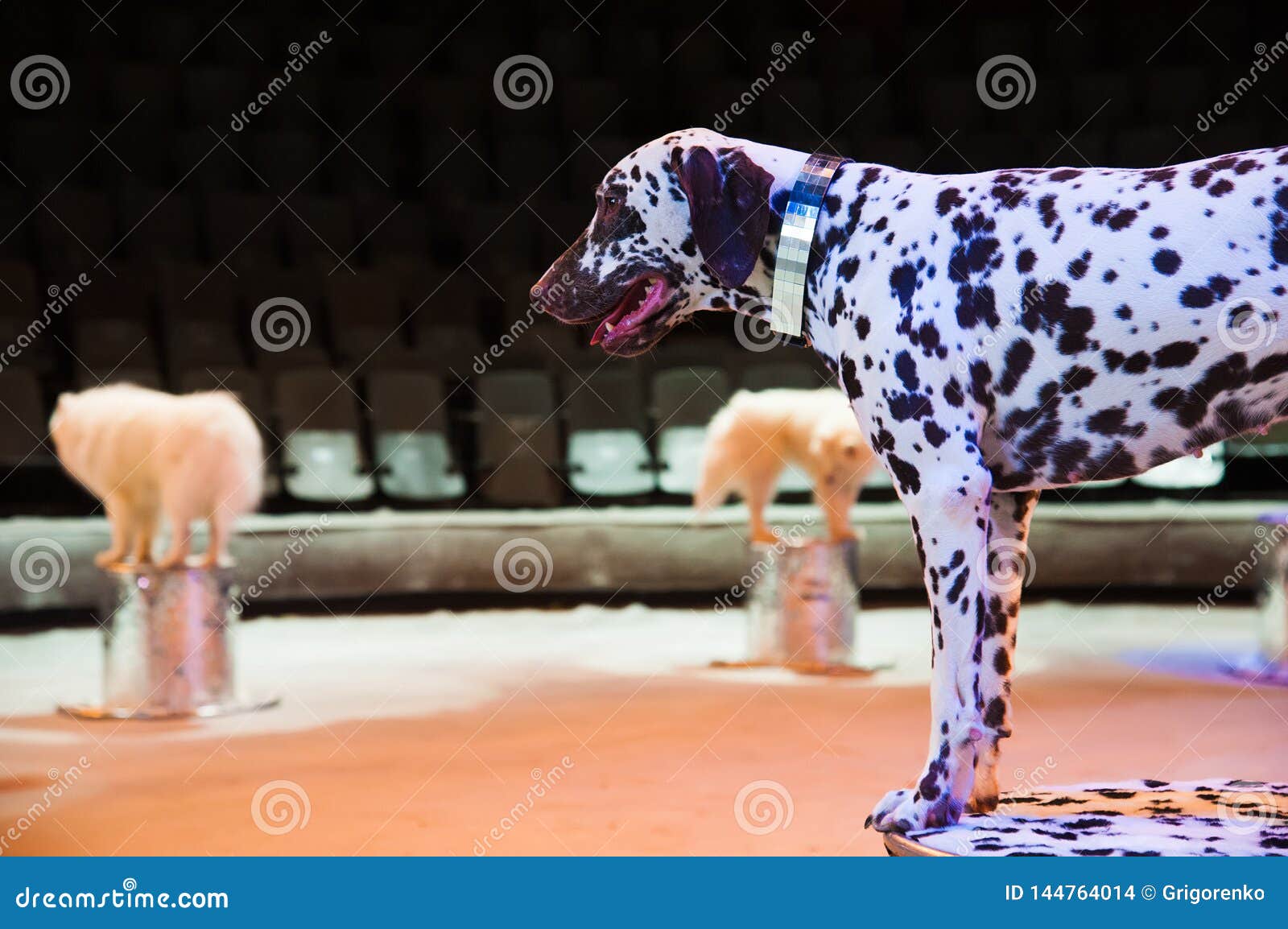 Dog in the circus stock photo. Image of breed, mammal - 144764014