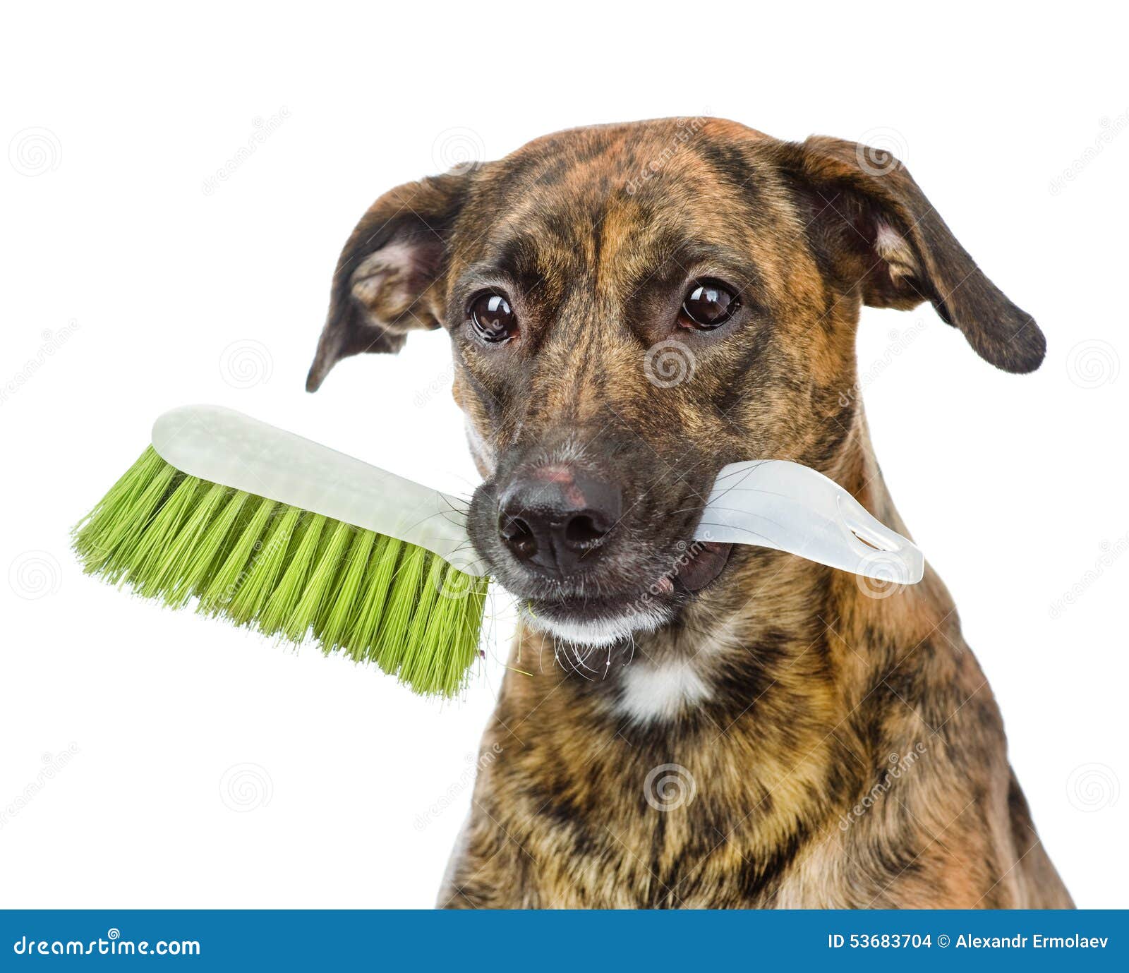 Dog Sweeping Brush Stock Photos - Free & Royalty-Free Stock Photos from ...