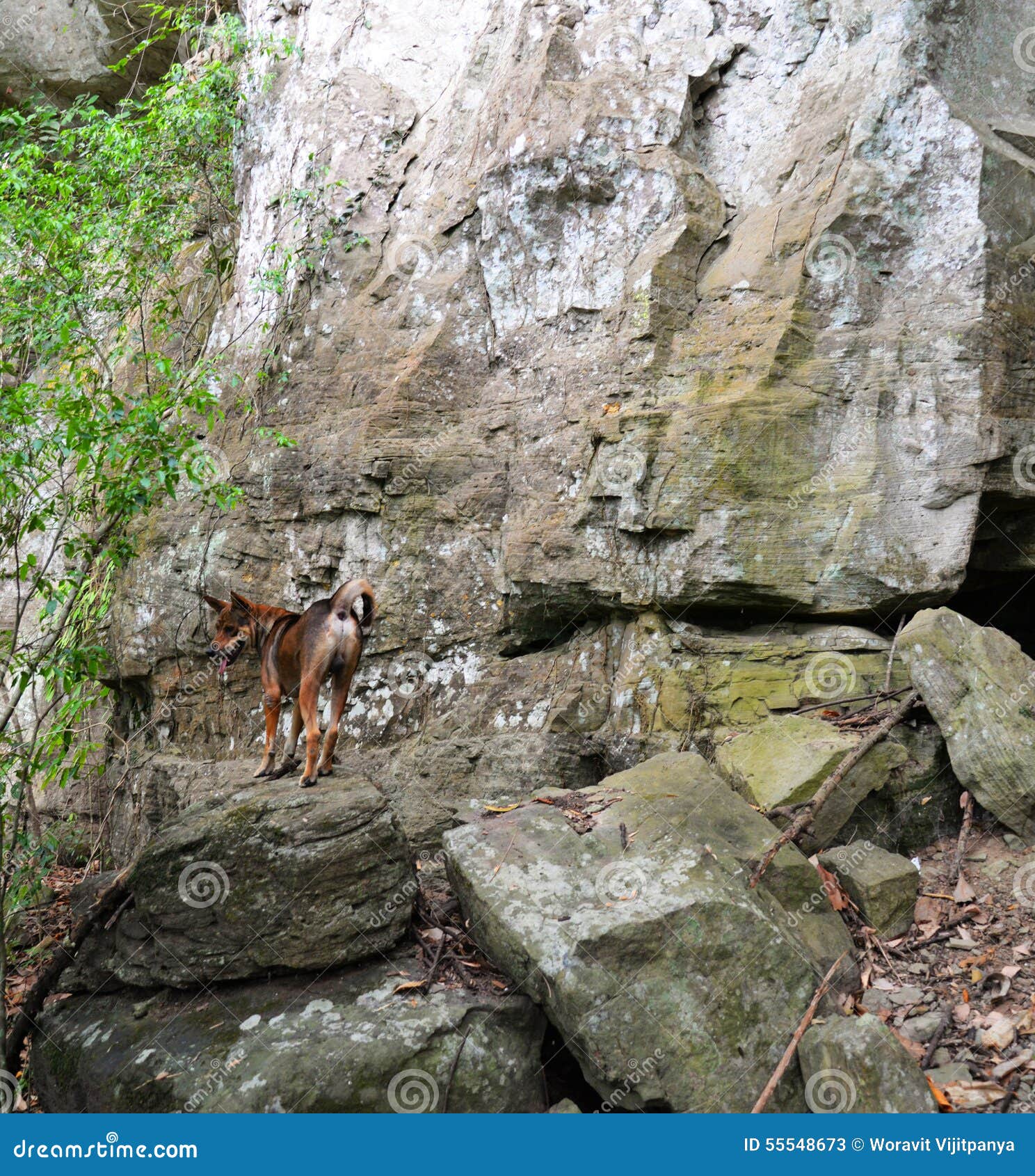 Dog Cliff stock image. Image of cliff, mold, jagged, trees - 55548673